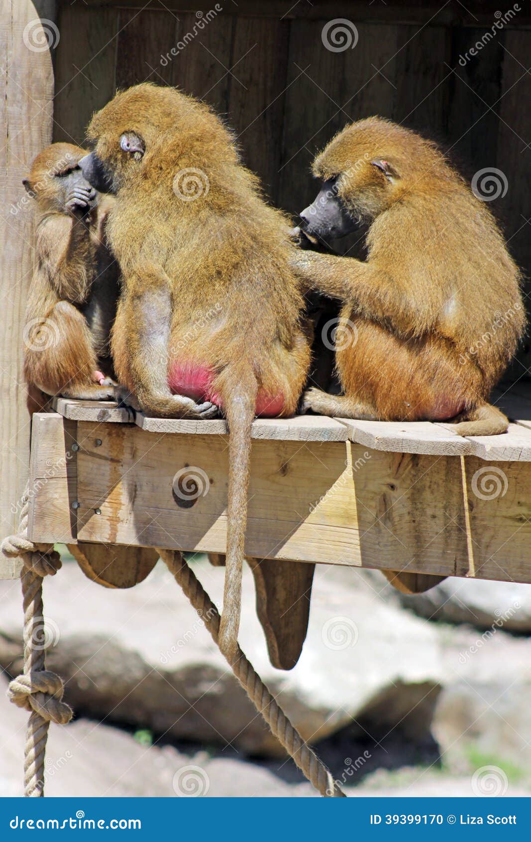 Paviane stockfoto. Bild von schätzchen, mutter, affe - 39399170