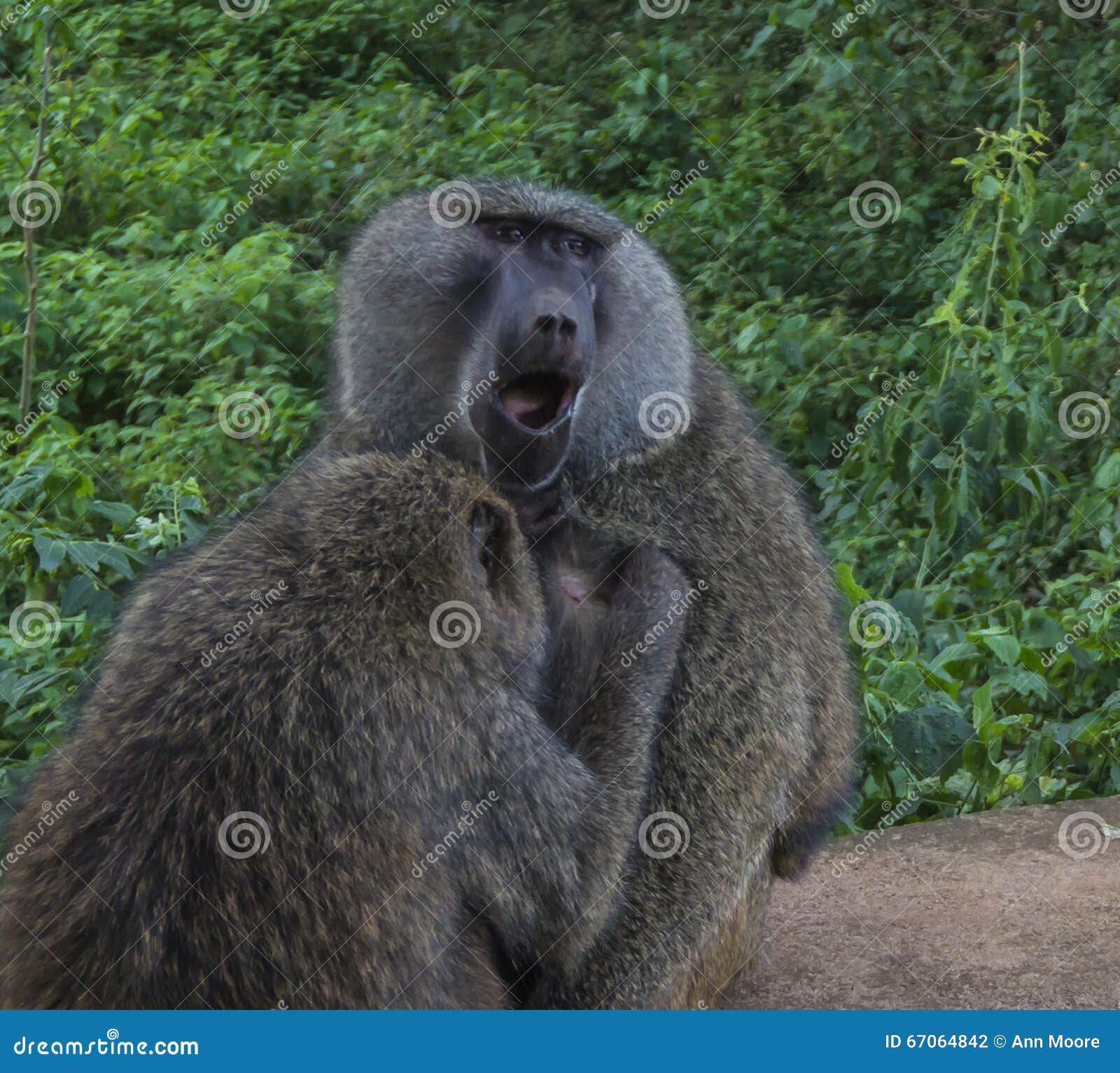 Pavianpflegen stockfoto. Bild von park, krater, primas - 67064842