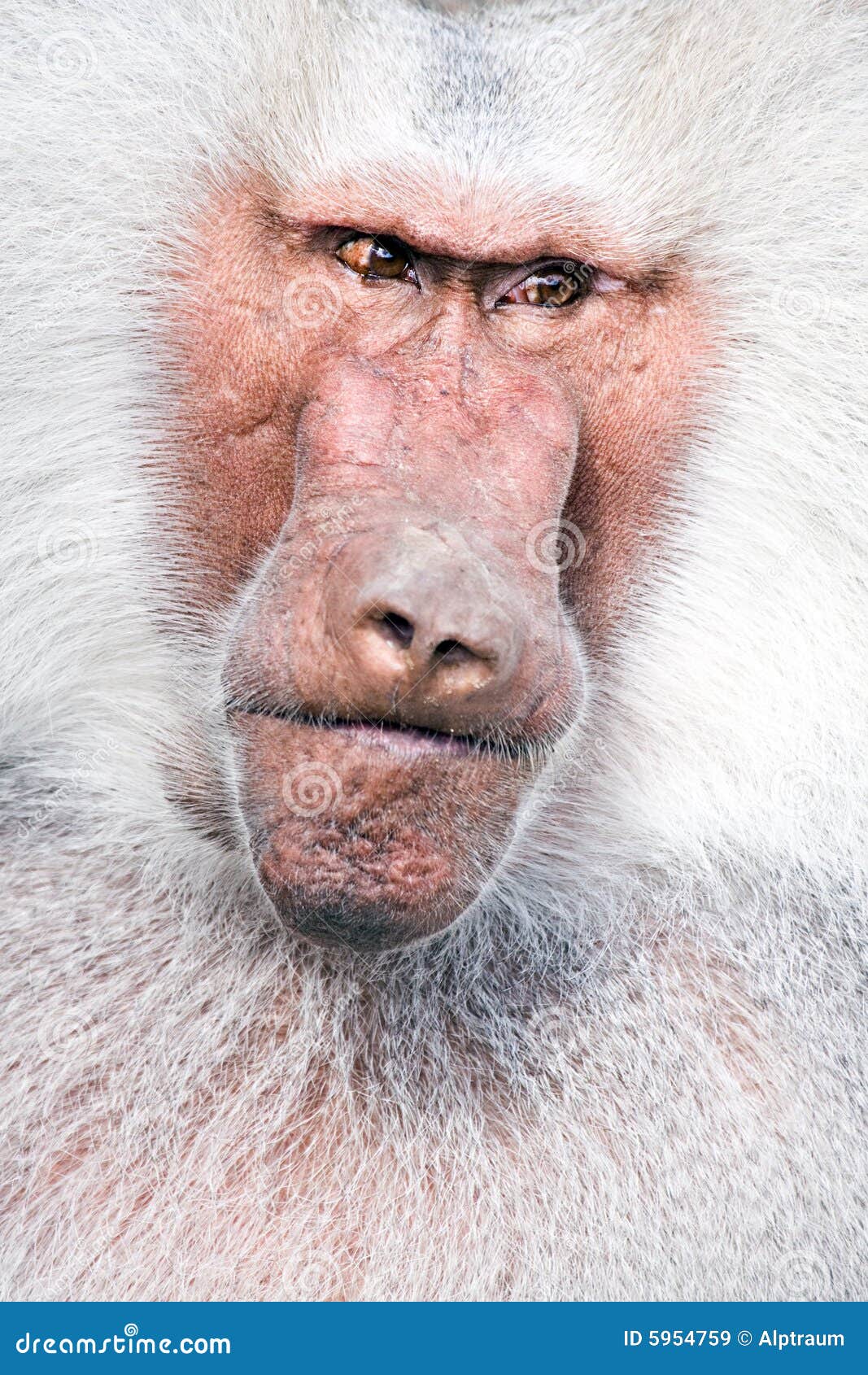Pavianportrait stockbild. Bild von pavian, verärgert, schauen - 5954759