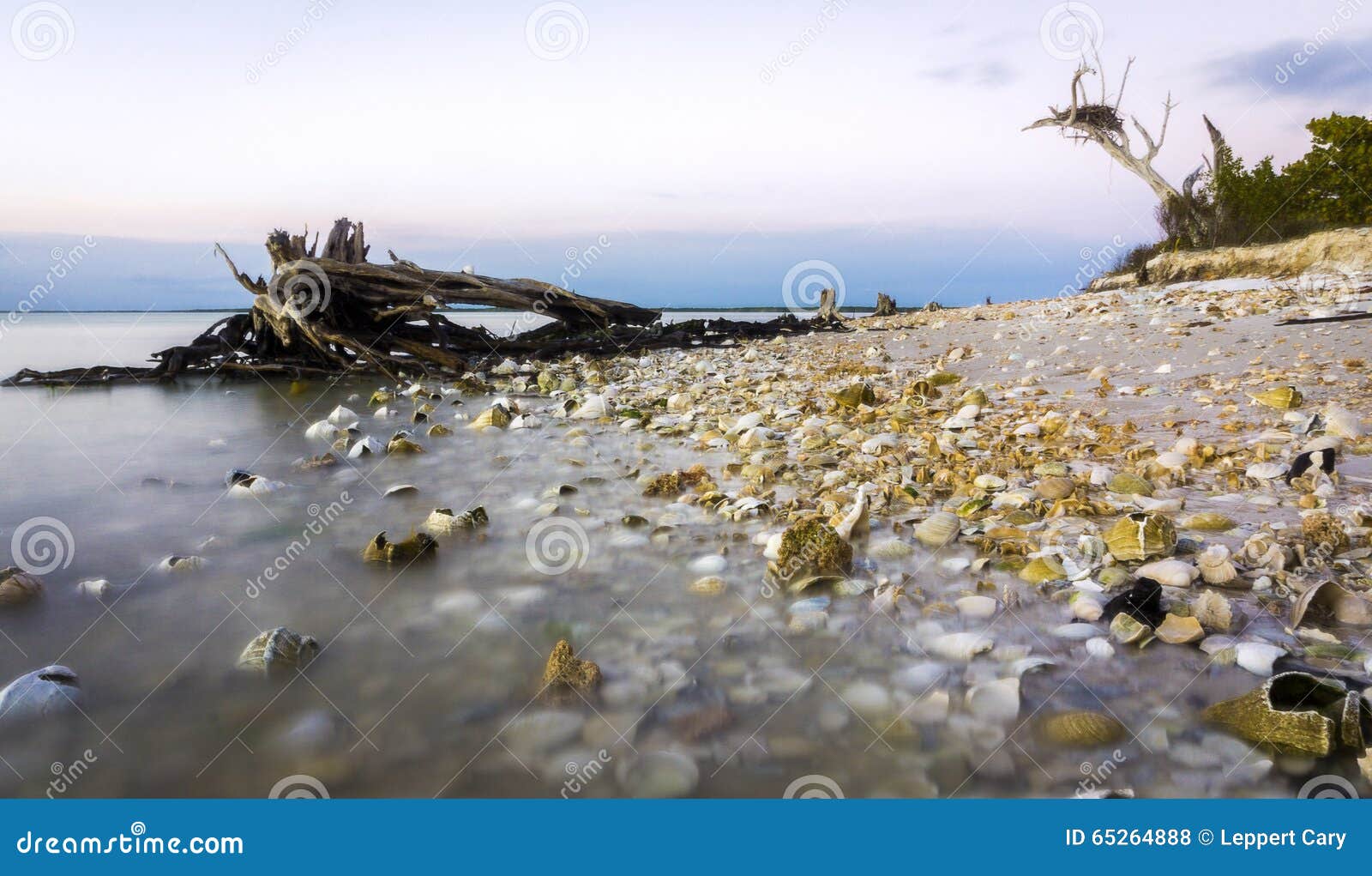 Pavilion Key Beach stock photo. Image of nest, sand, drift - 65264888