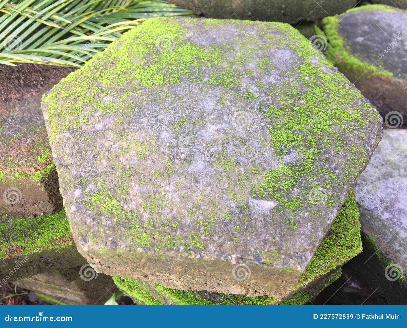 Pavimento de sebo imagen de archivo. Imagen de tronco - 227572839