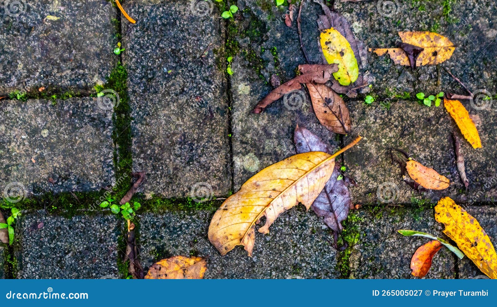 Paving Block with Autumn Leaves As Background Stock Image - Image of ...
