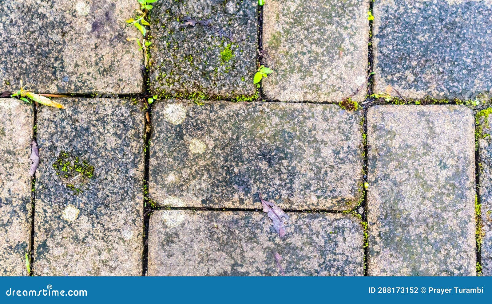 Paving Block with Autumn Leaves As Background Stock Photo - Image of ...