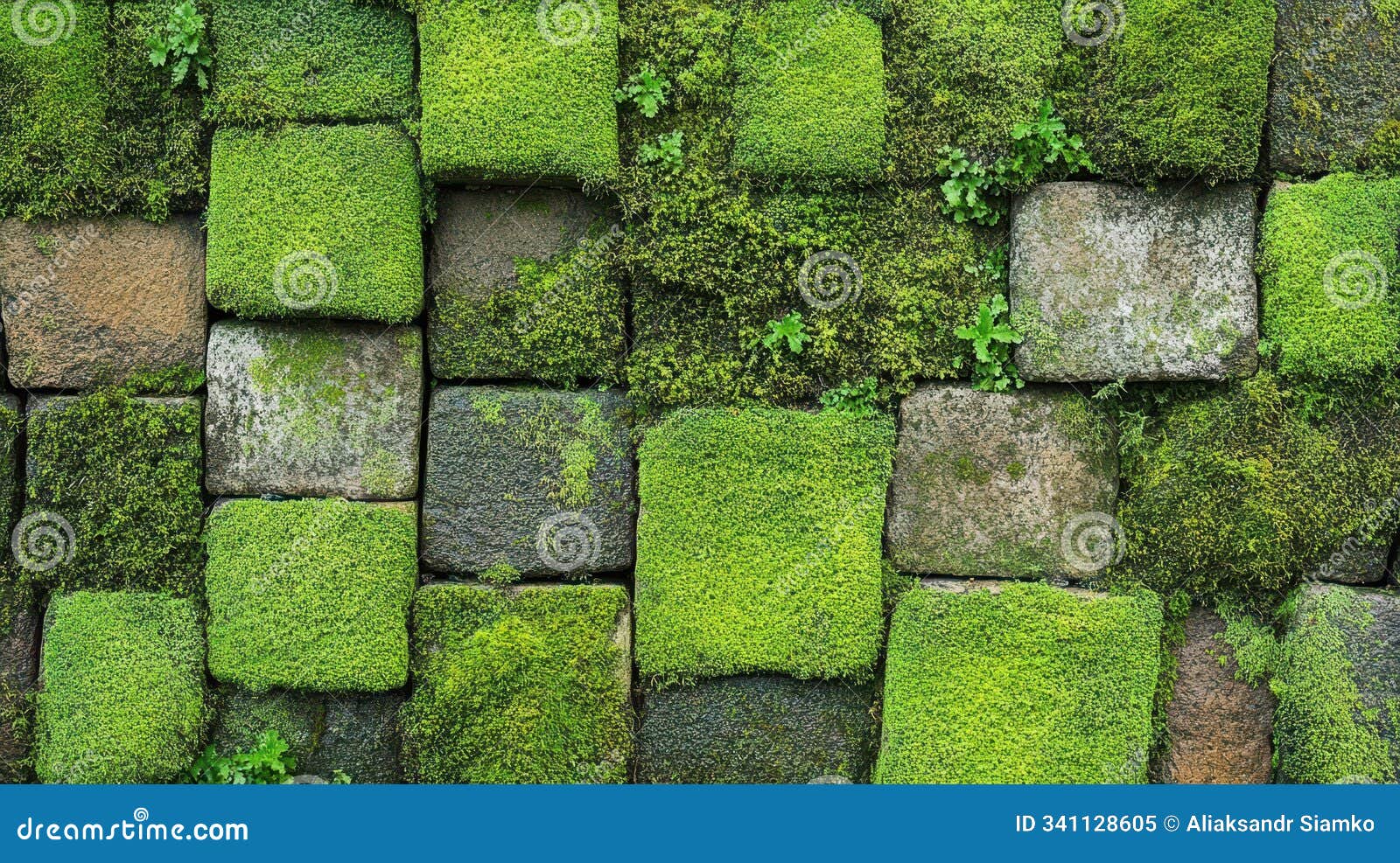 Paving Block Covered with Moss Ideal for Natural Texture Designs Stock ...