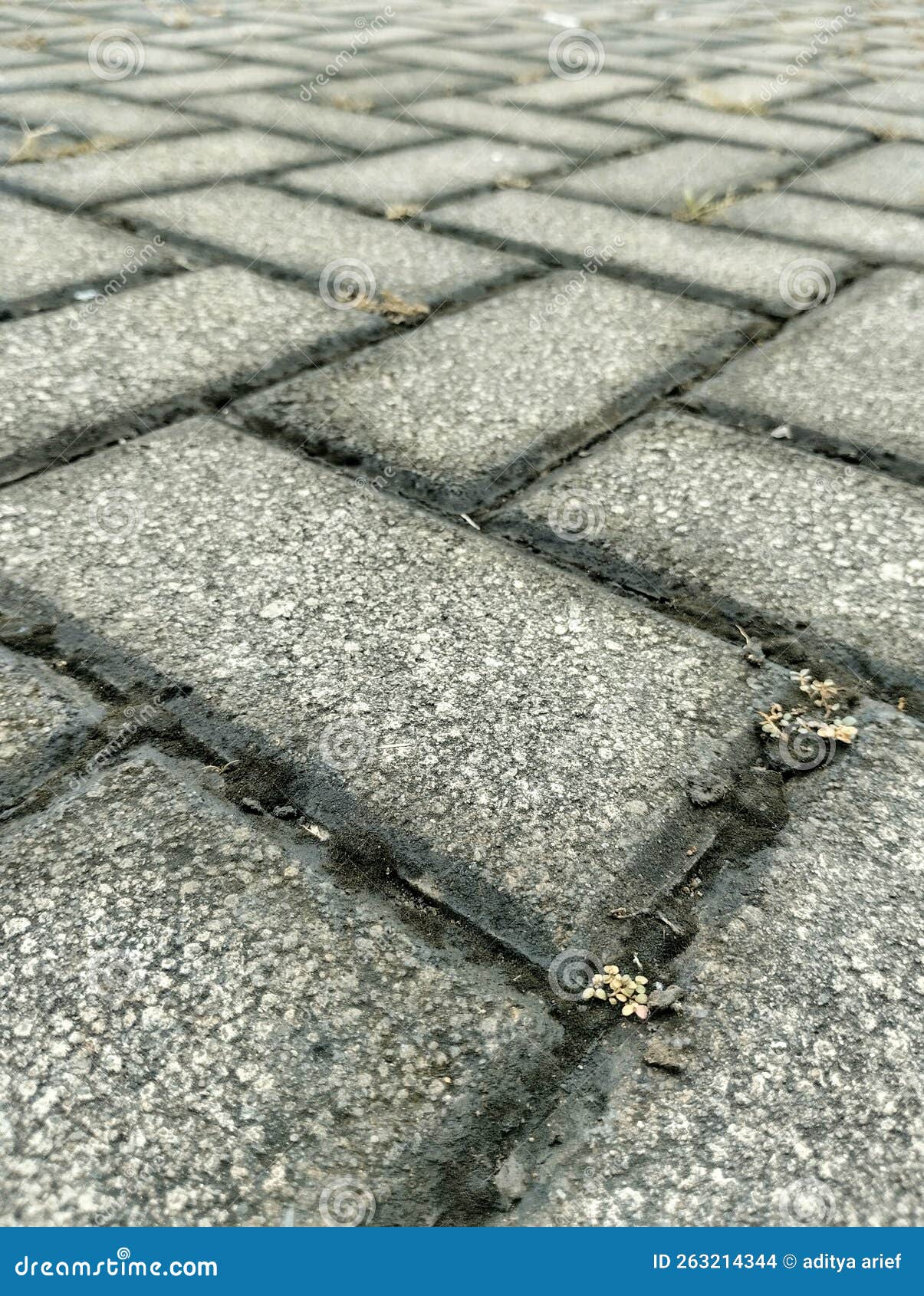 Paving Blocks and Grass in the Mall Parking Lot Stock Photo - Image of ...