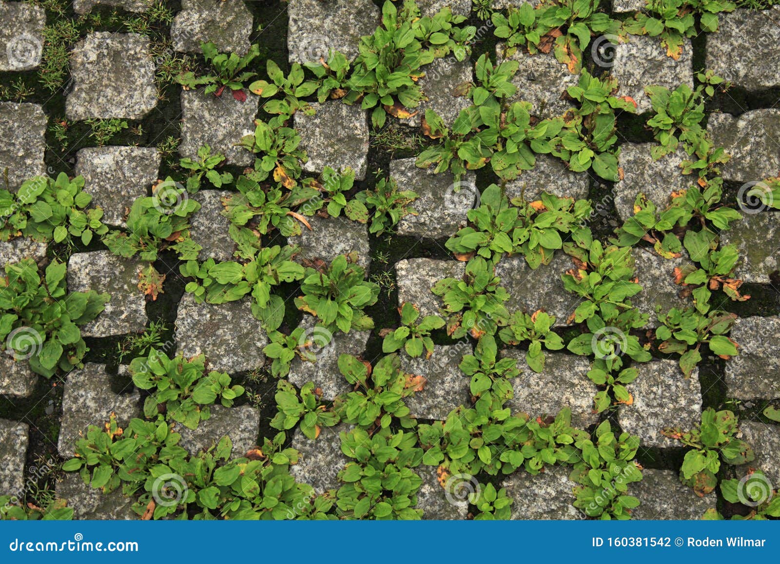 Paving Blocks Made of Old Stone with the Grass Stock Photo - Image of ...