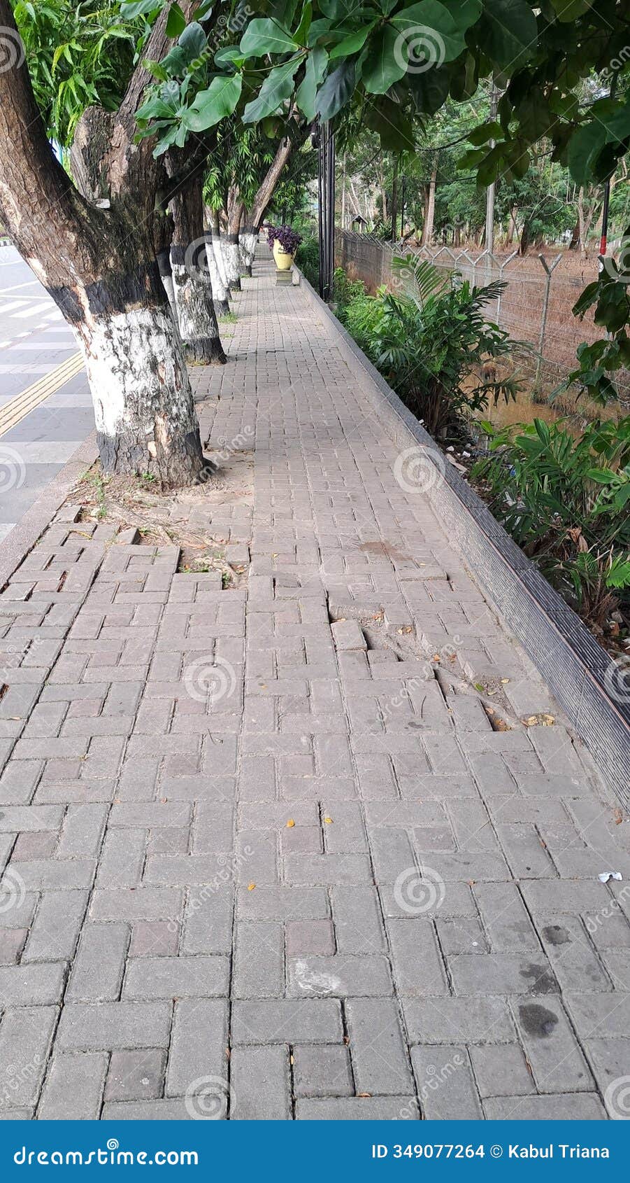 Paving Blocks Peeled Off Due To Tree Roots Stock Photo - Image of tree ...