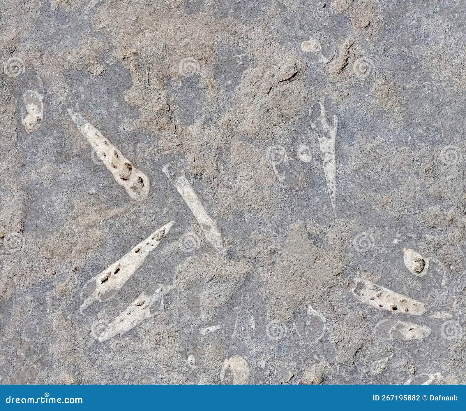 Paving Slabs, Fossilized Shells, Texture of Fossils Stock Photo - Image ...
