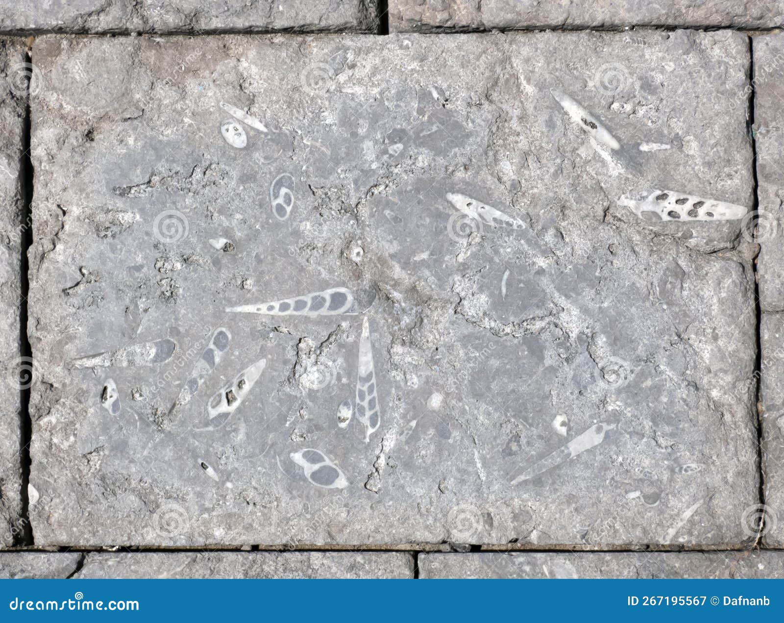 Paving Slabs, Fossilized Shells, Texture of Fossils Stock Image - Image ...