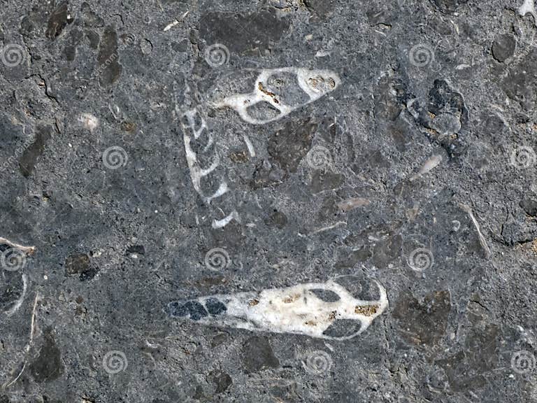 Paving Slabs, Fossilized Shells, Texture of Fossils Stock Photo - Image ...