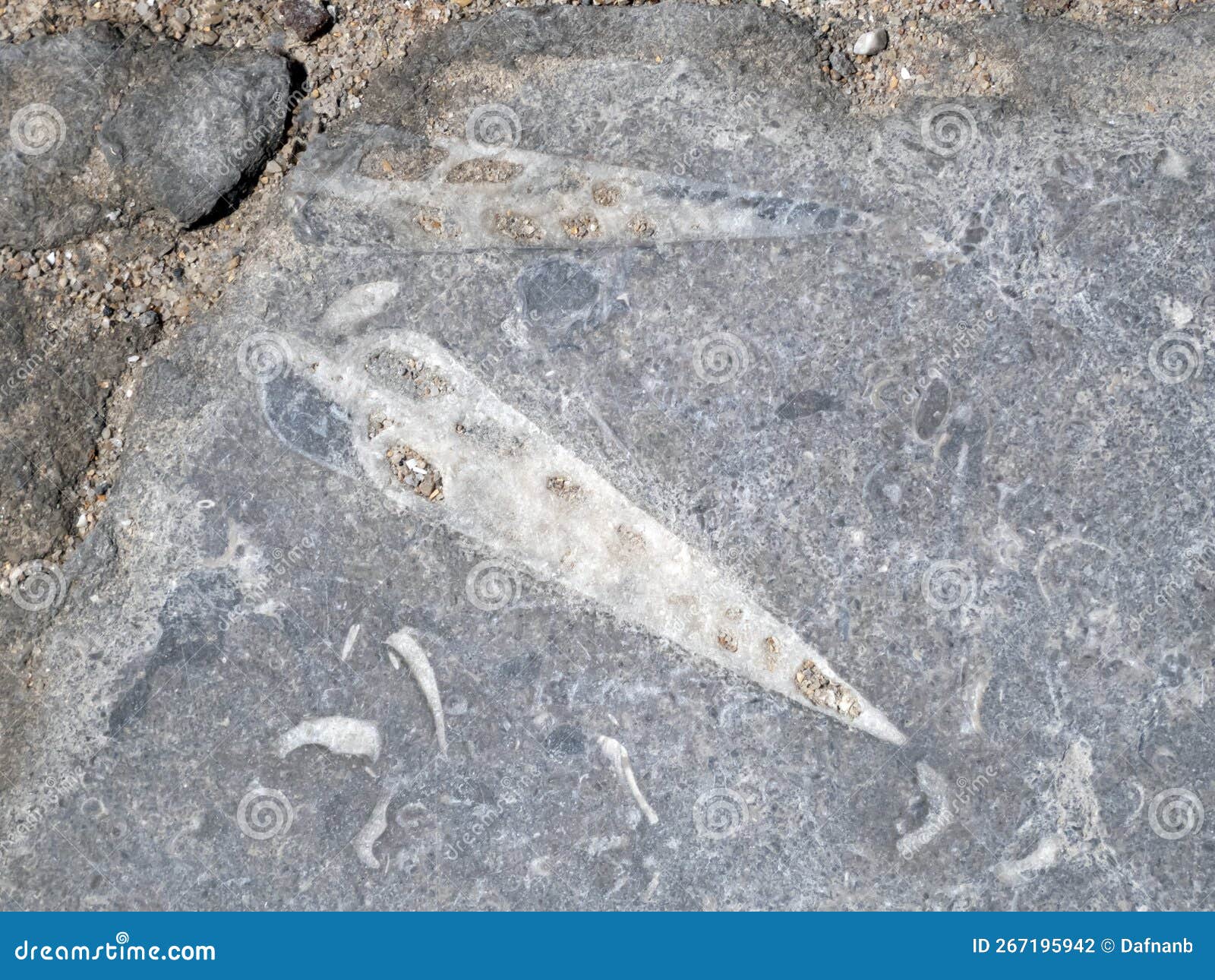 Paving Slabs, Fossilized Shells, Texture of Fossils Stock Photo - Image ...