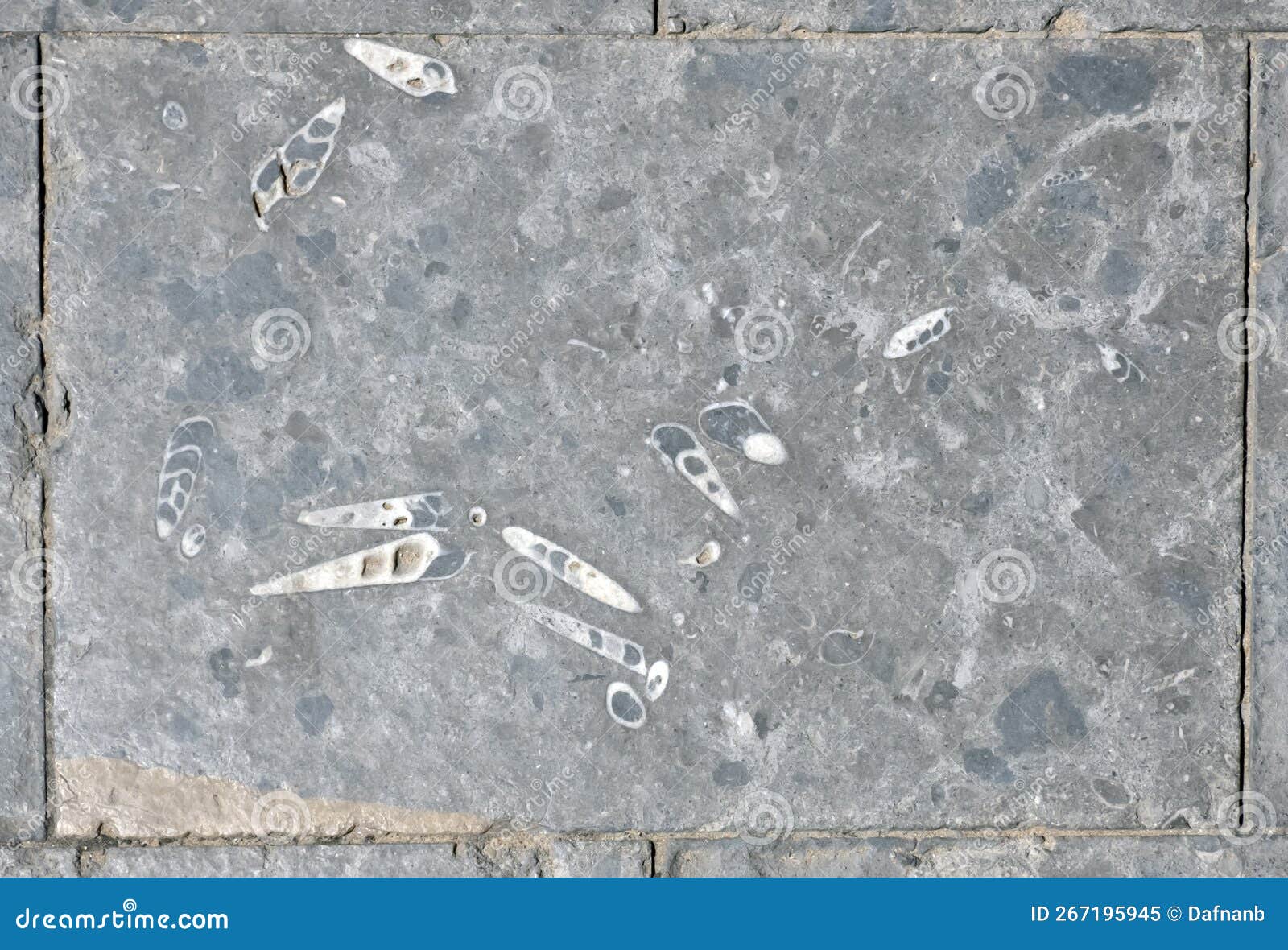 Paving Slabs, Fossilized Shells, Texture of Fossils Stock Image - Image ...