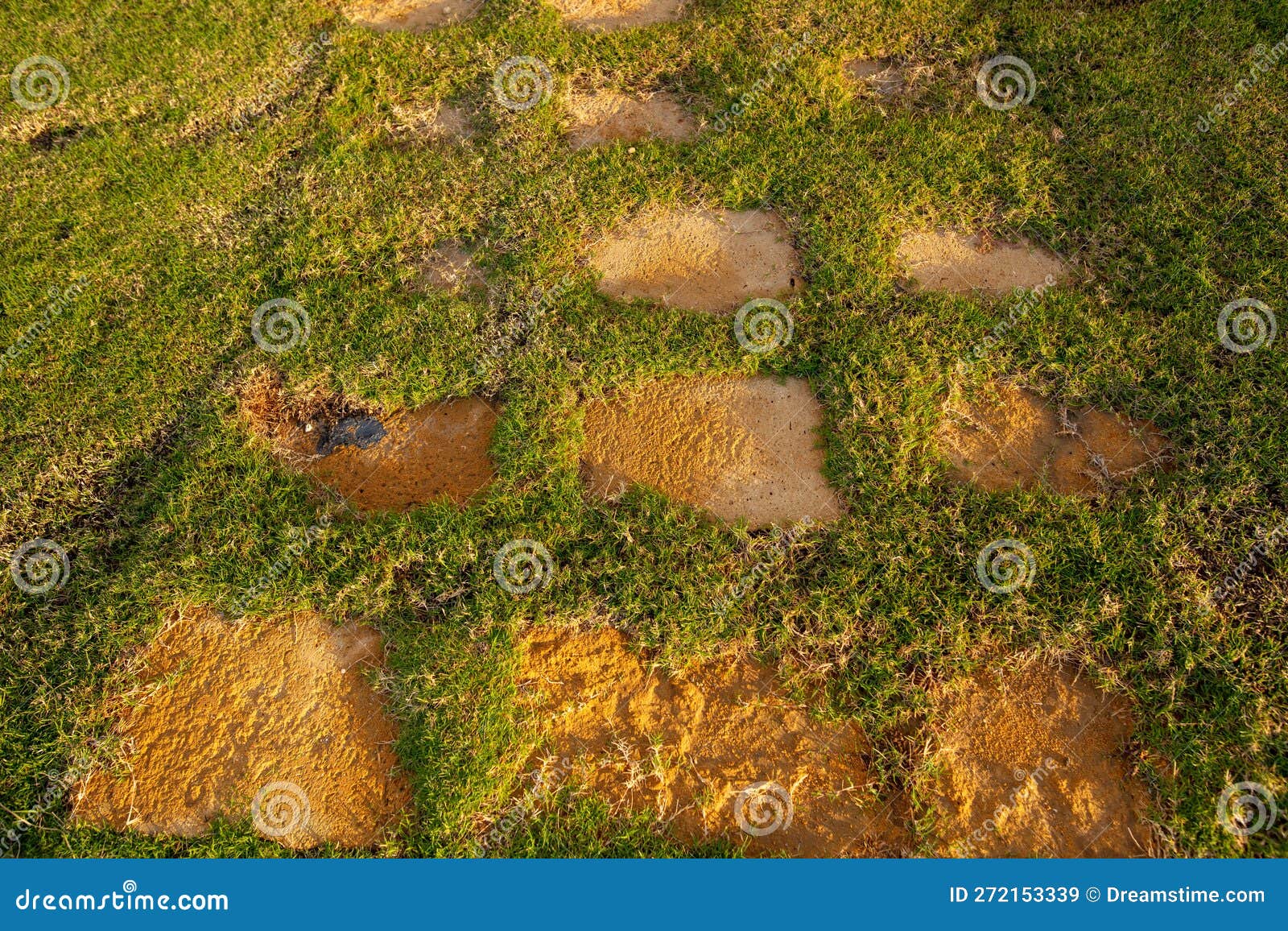 Paving Slabs on the Lawn As a Background. Stock Image - Image of lawn ...
