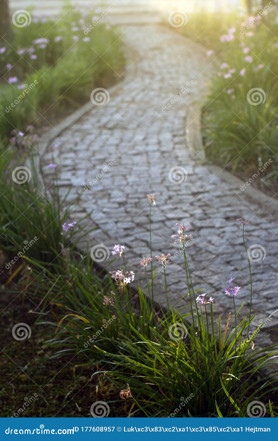 Paving stone road stock image. Image of abstract, palm - 177608957