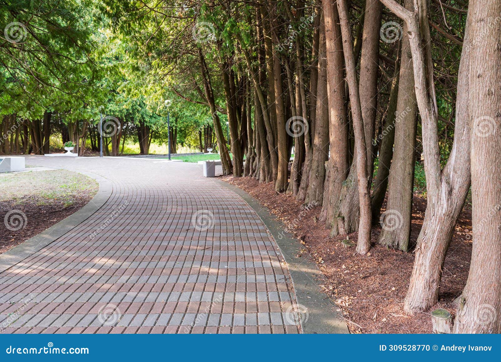 Paving Stone Walkway Along Tree Planting. Stock Photo - Image of alley ...