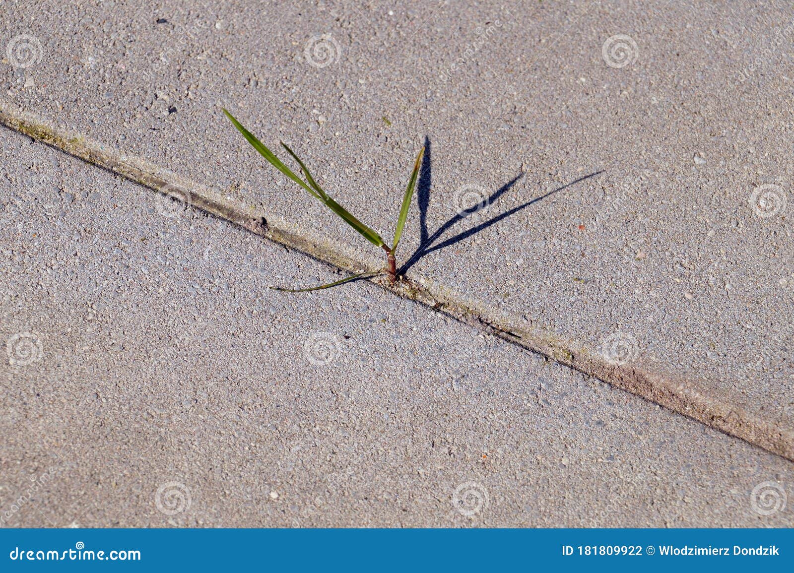 Ingrown Grass Photos - Free & Royalty-Free Stock Photos from Dreamstime