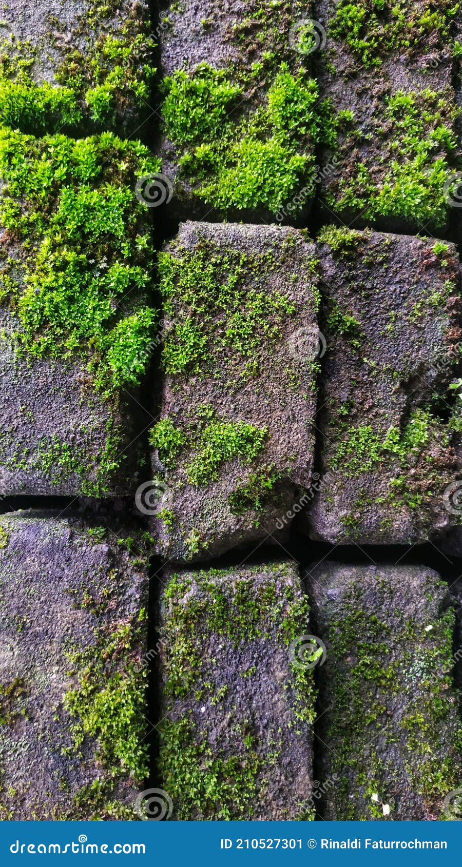 Paving stones with moss stock image. Image of soil, wall - 210527301