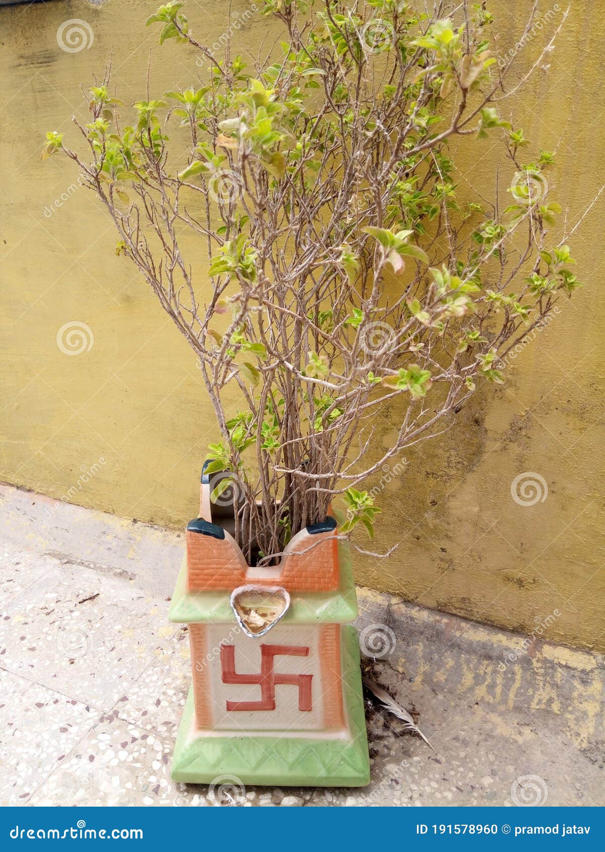 Pavitra Tree Tulsi is a God Stock Photo - Image of leaf, spring: 191578960