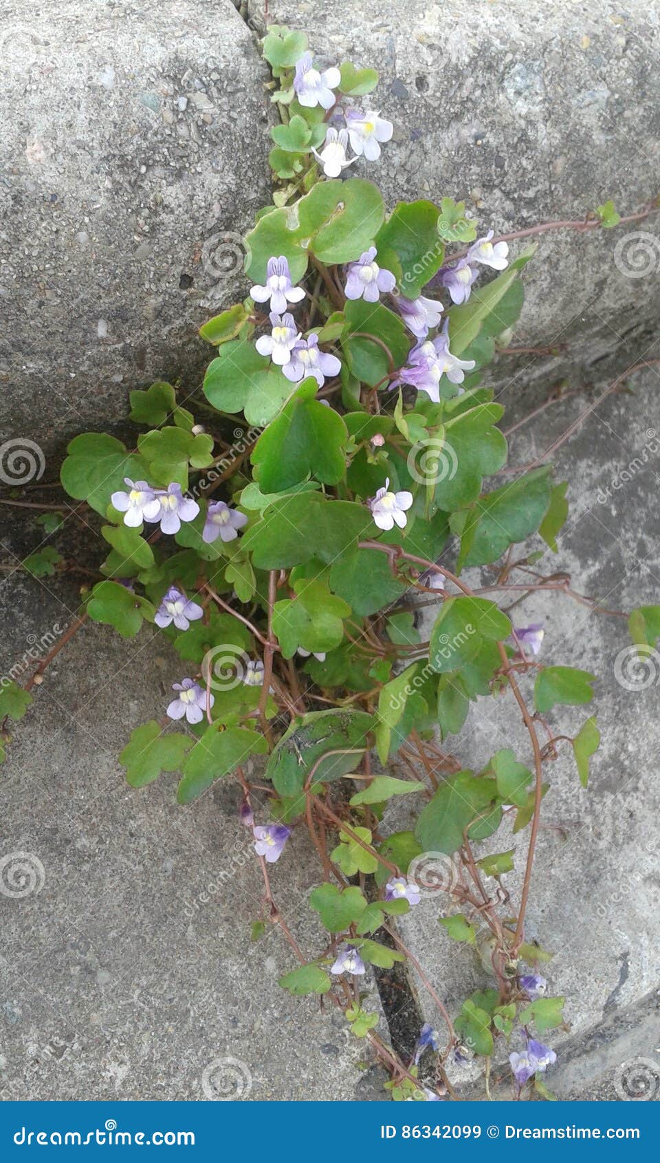 Pavment flower stock image. Image of kerbs, power, flower - 86342099
