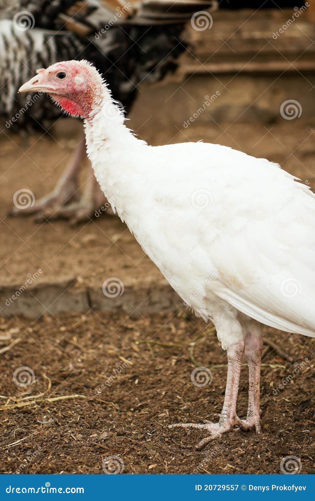 Pavo blanco imagen de archivo. Imagen de brillante, rojo - 20729557