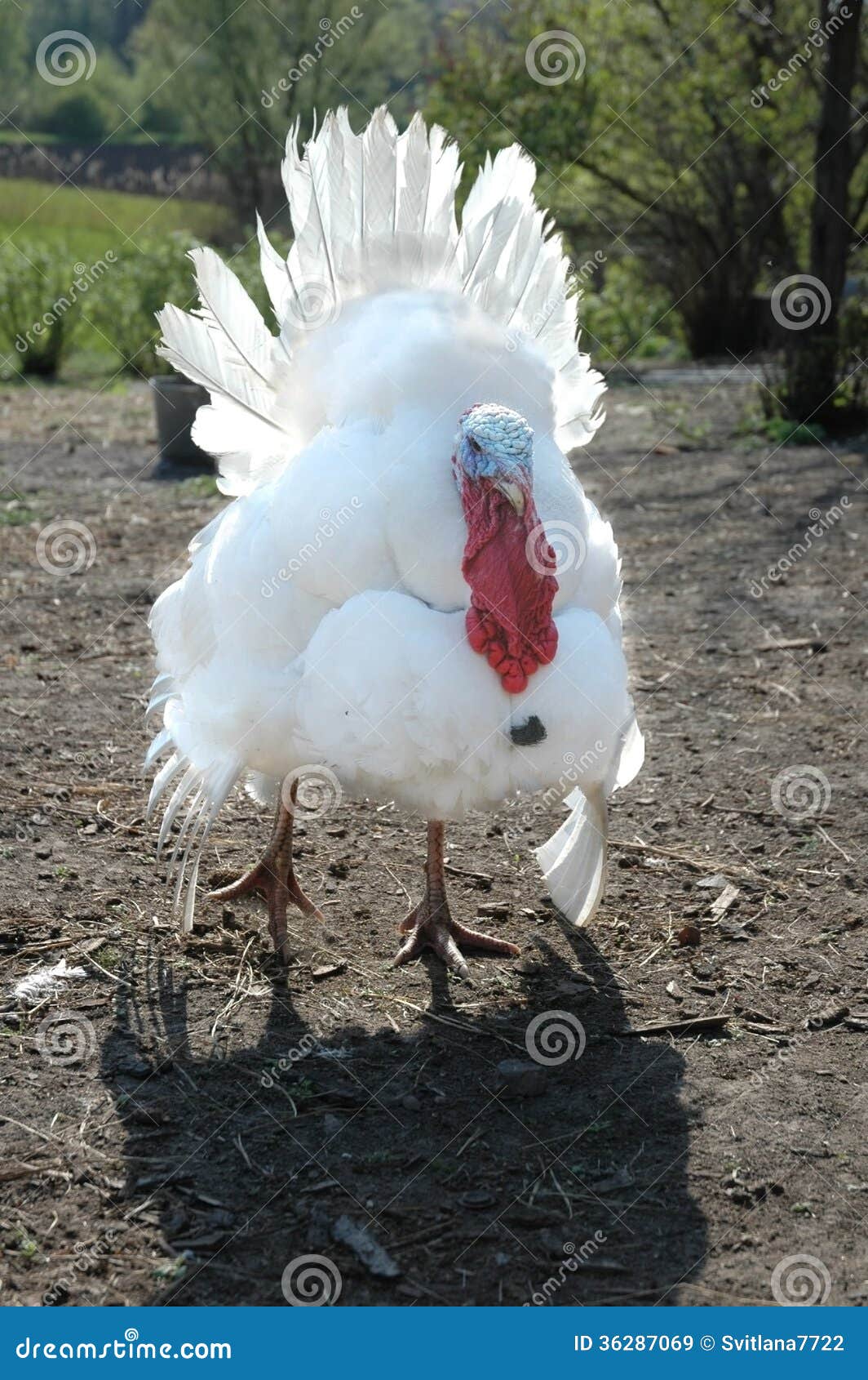 Pavo blanco. imagen de archivo. Imagen de ecosistema - 36287069