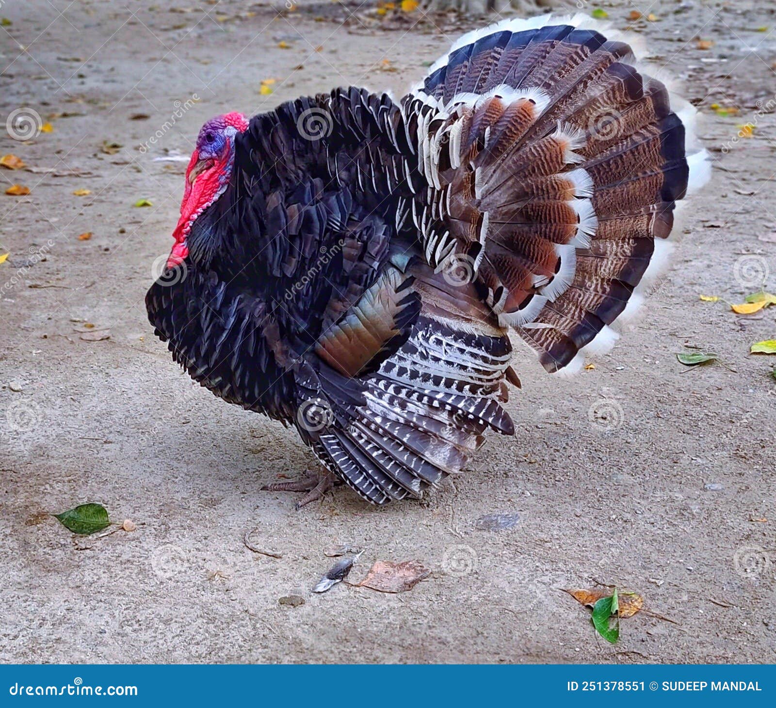 Pavo de bronce en el campo imagen de archivo. Imagen de bronce - 251378551