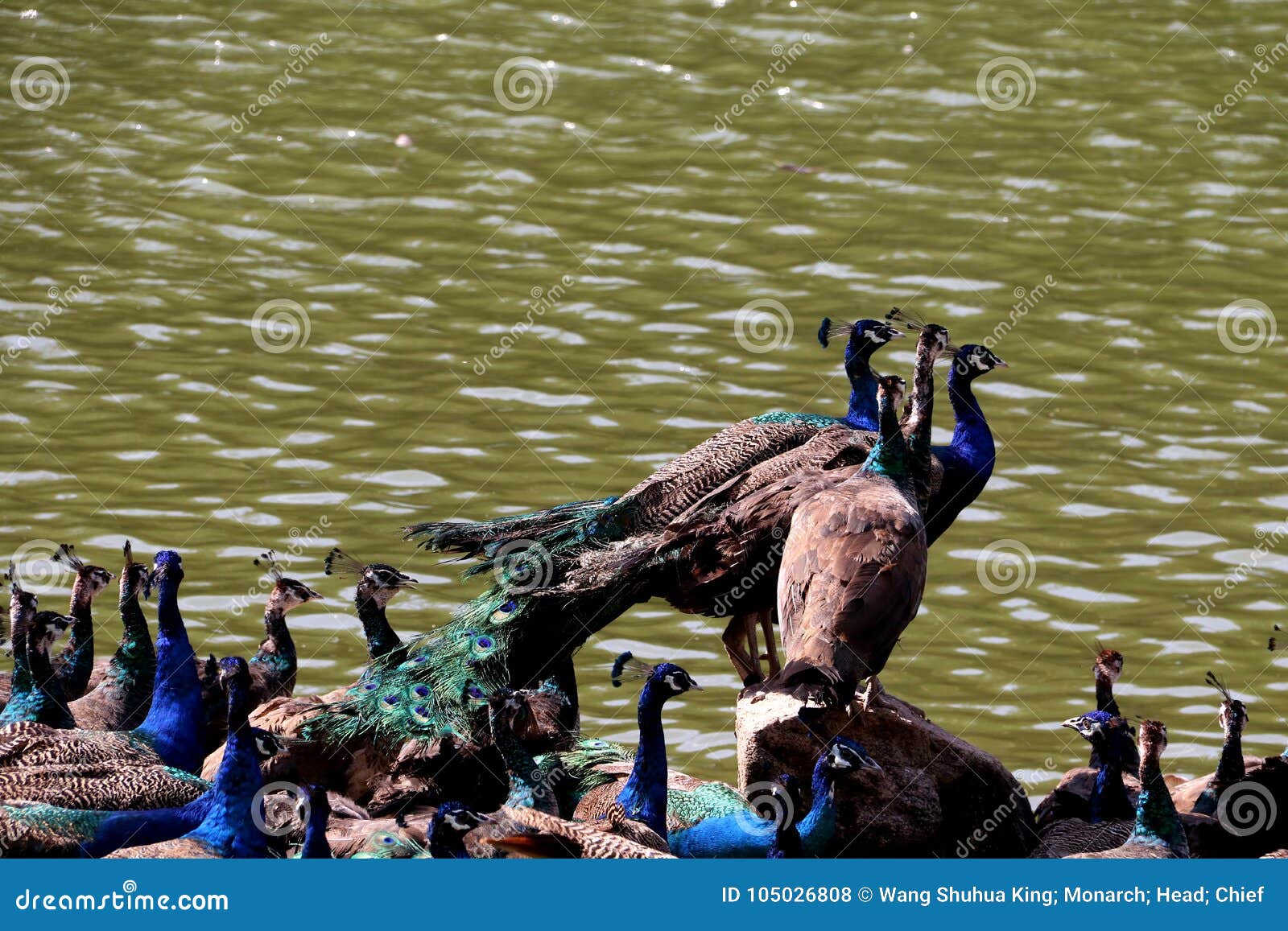 Pavo real foto de archivo. Imagen de todos, vuelo, delicioso - 105026808