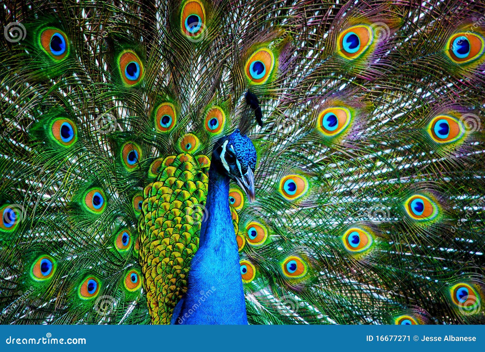 Pavo Real - Taringa!