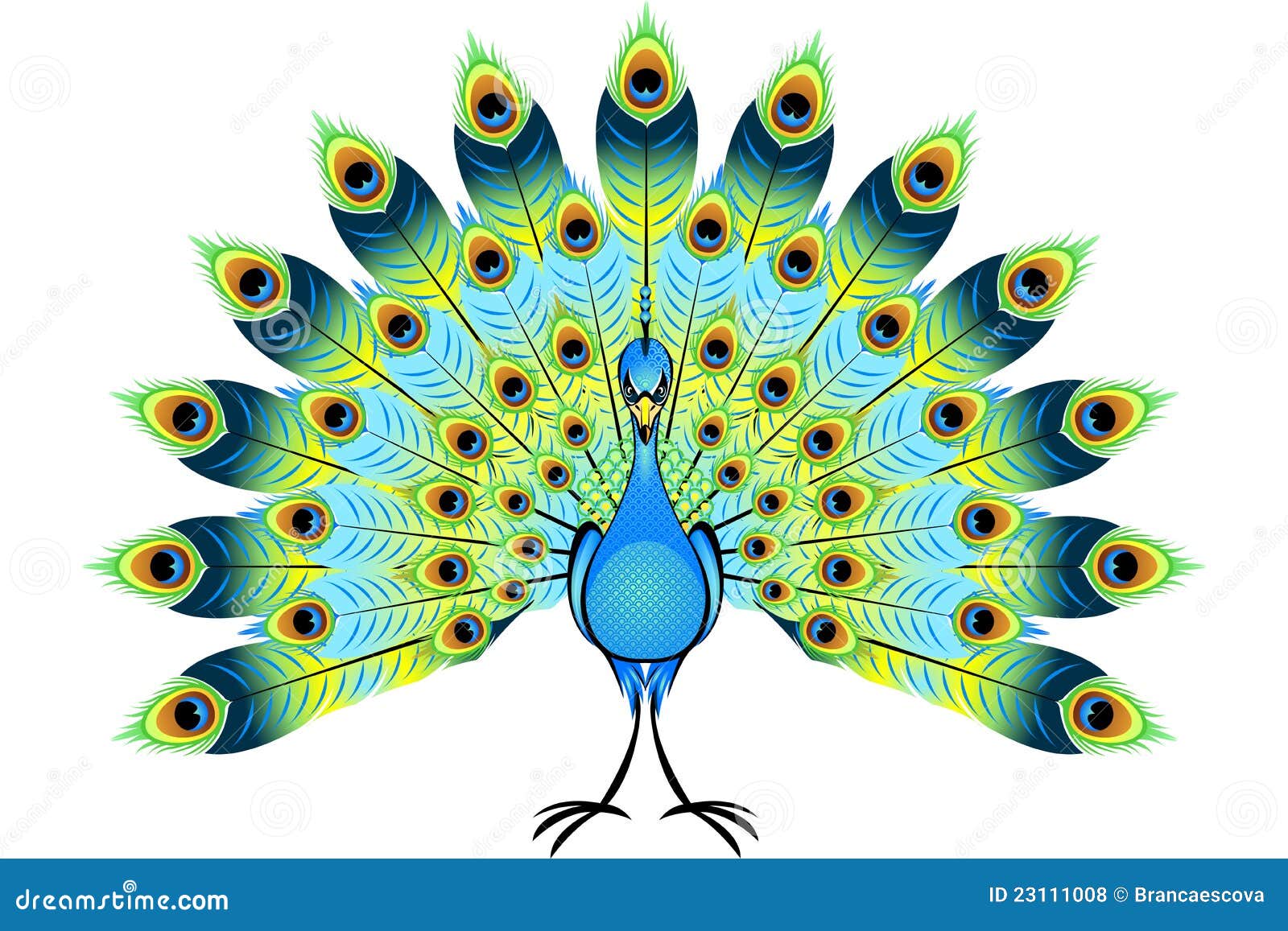 Pavo real ilustración del vector. Ilustración de animal - 23111008