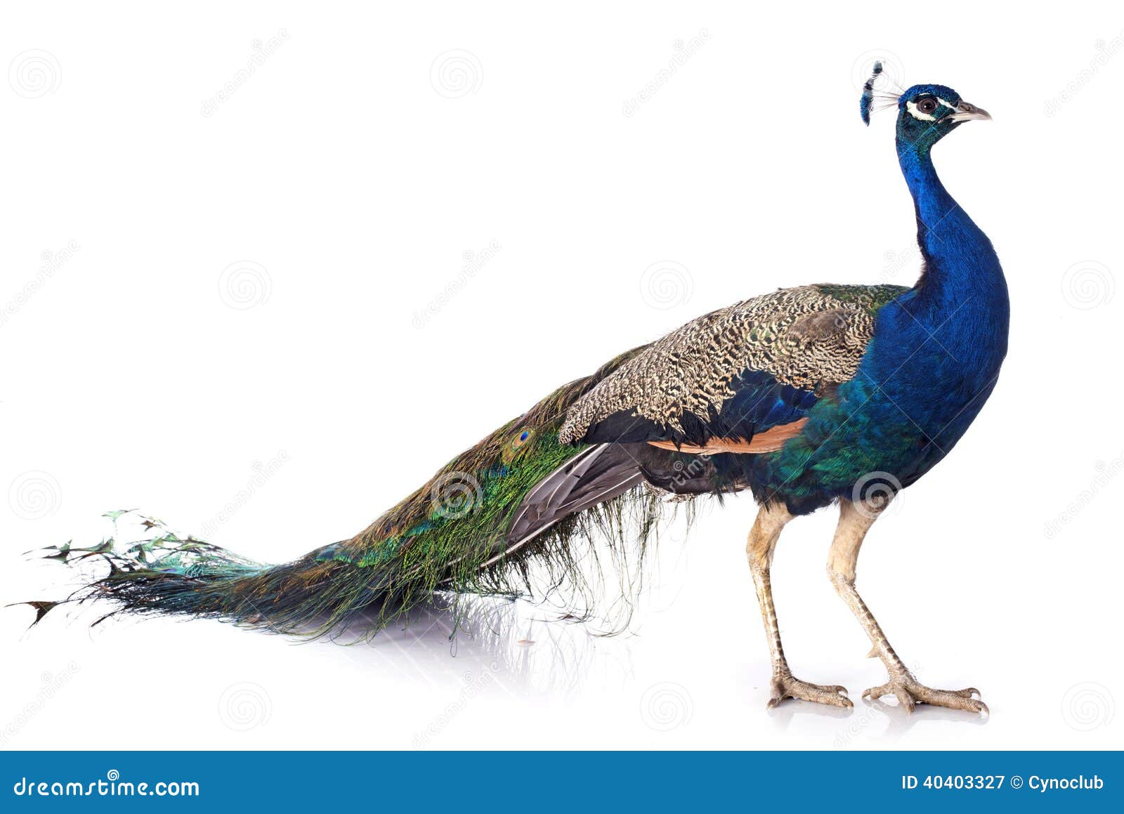 Pavo real imagen de archivo. Imagen de azul, blanco, pluma - 40403327
