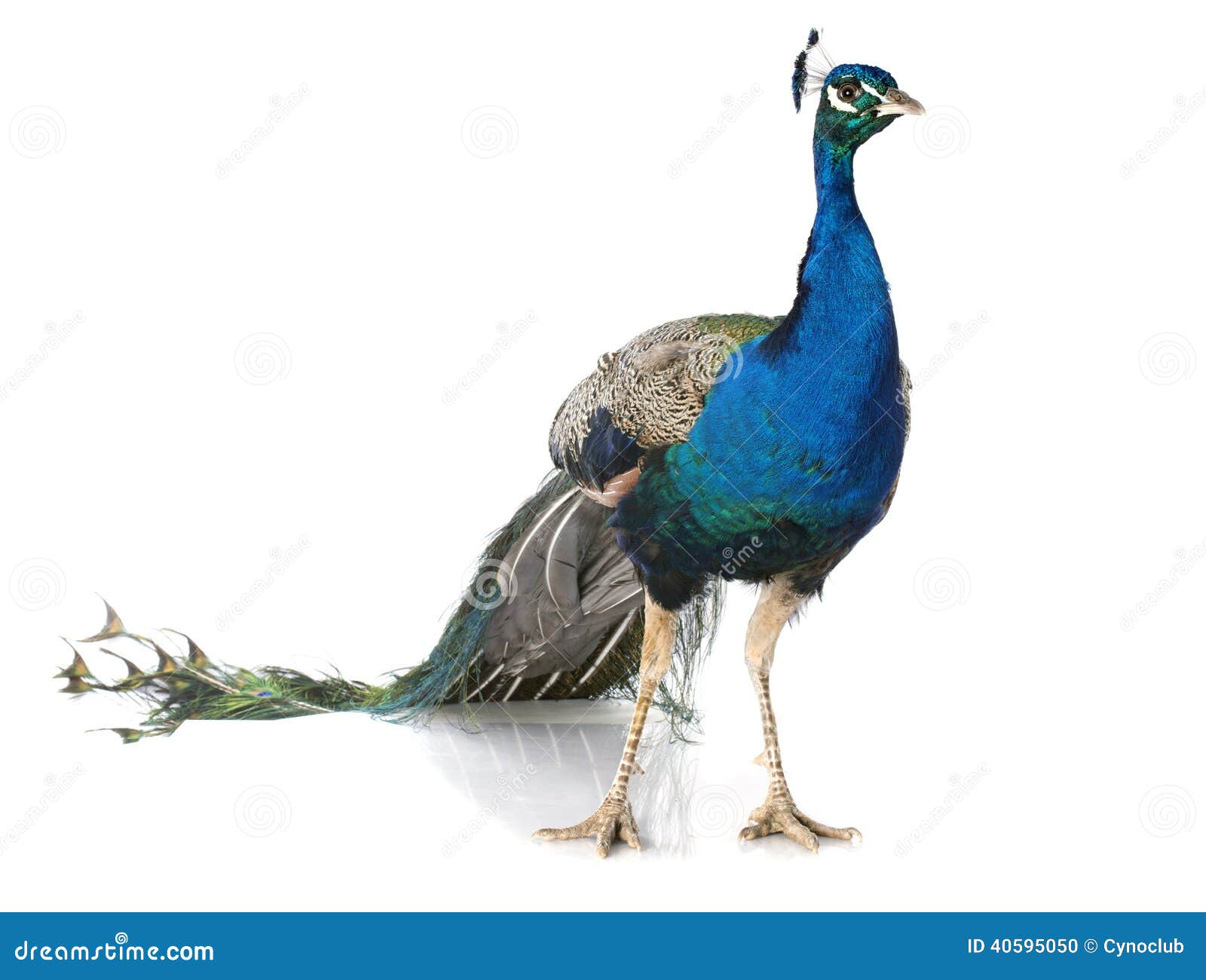 Pavo real foto de archivo. Imagen de aislado, estudio - 40595050