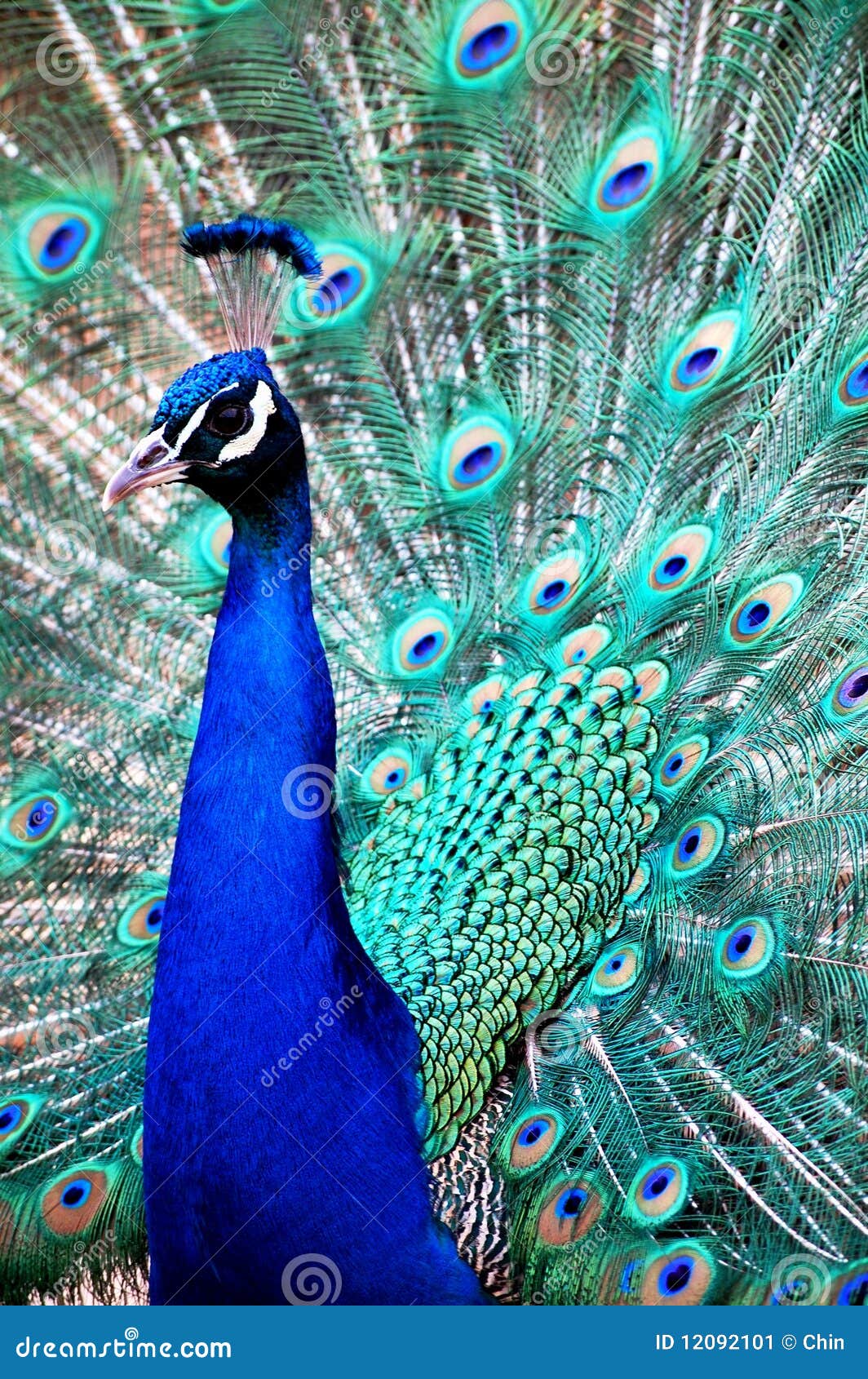 Pavo real azul imagen de archivo. Imagen de verde, pluma - 12092101
