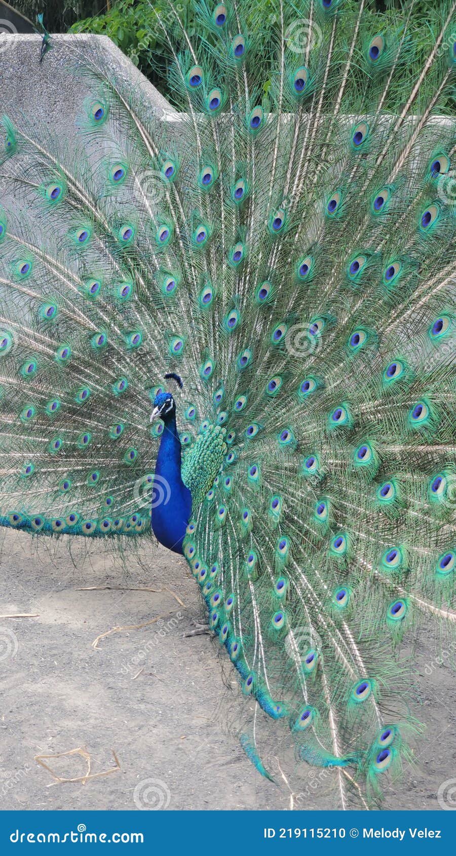 Pavo real azul foto de archivo. Imagen de real, verde - 219115210