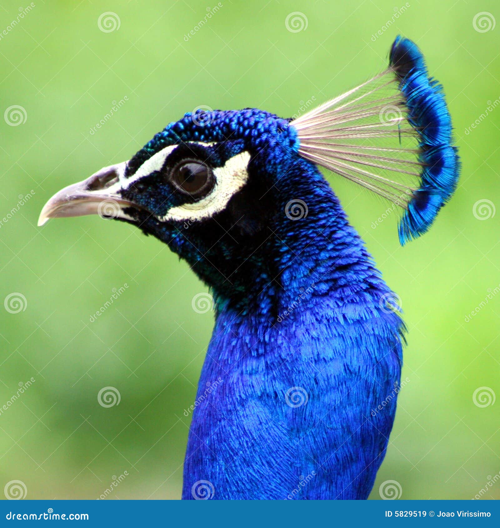 Pavo real azul imagen de archivo. Imagen de hermoso, especie - 5829519