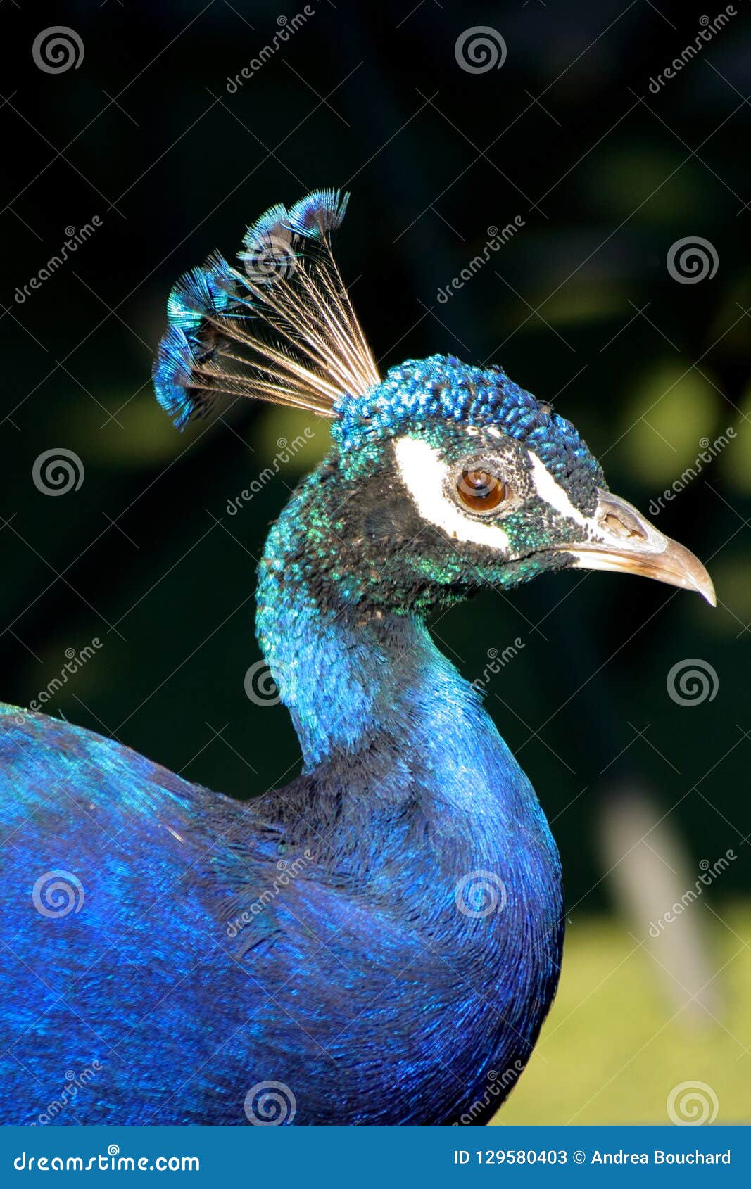 Pavo Real Azul En El Lago Maggiore Imagen de archivo - Imagen de lago ...