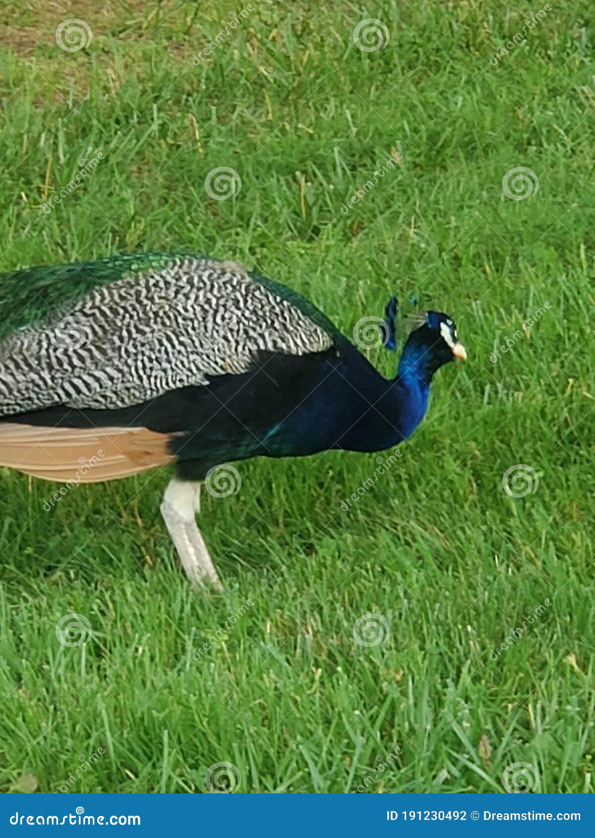 Pavo real azul en pasto foto de archivo. Imagen de mascota - 191230492