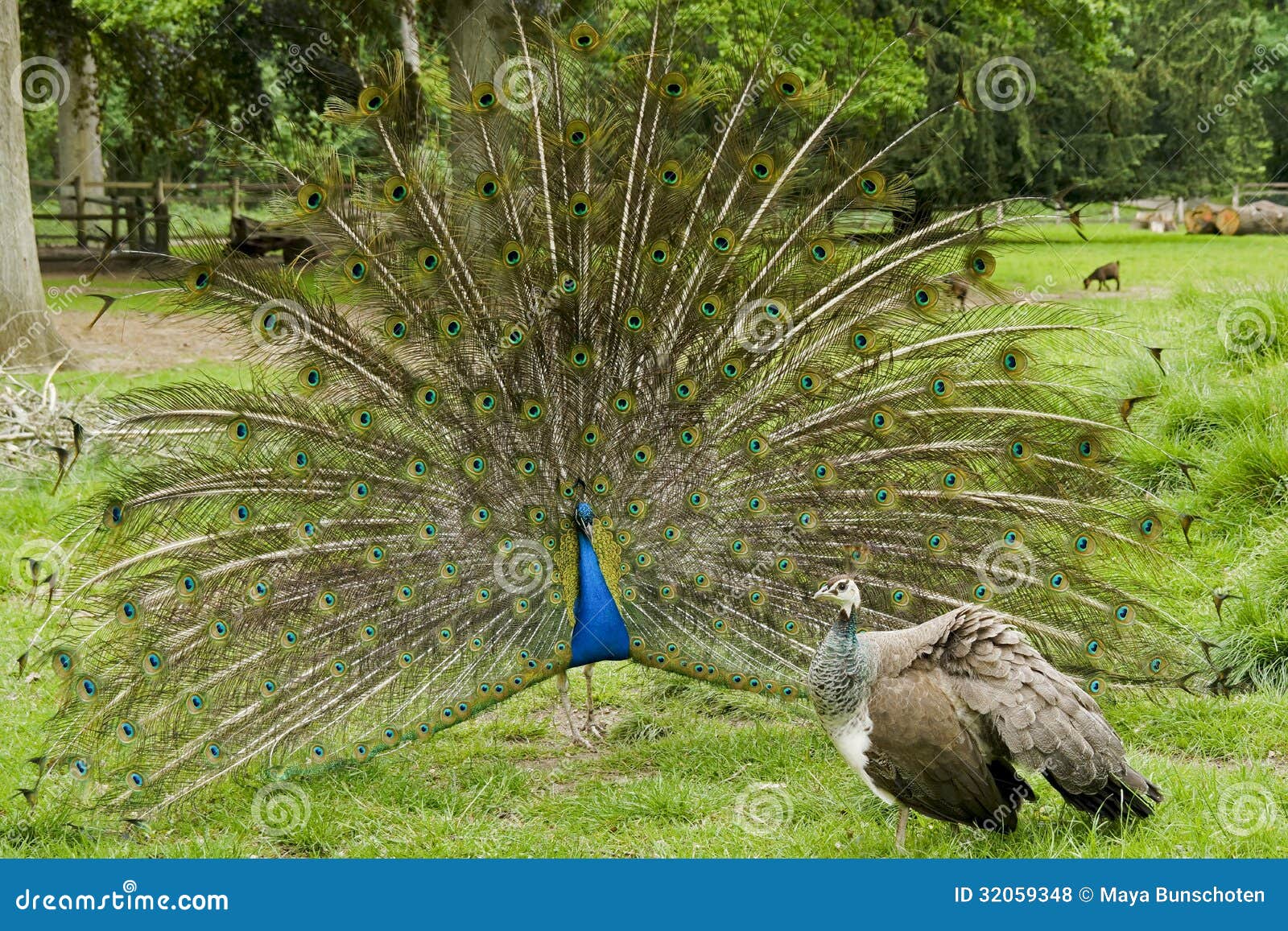 Pavo real azul hermoso foto de archivo. Imagen de azul - 32059348