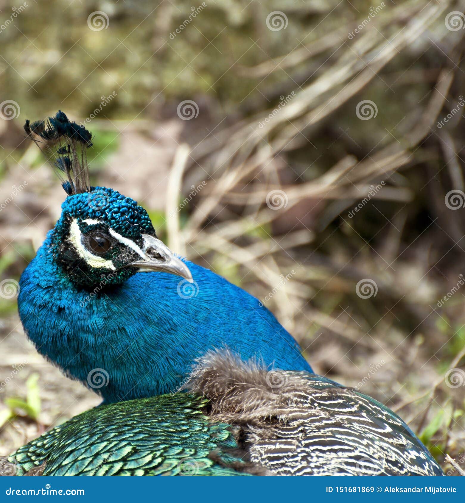 Pavo real azul indio imagen de archivo. Imagen de aves - 151681869