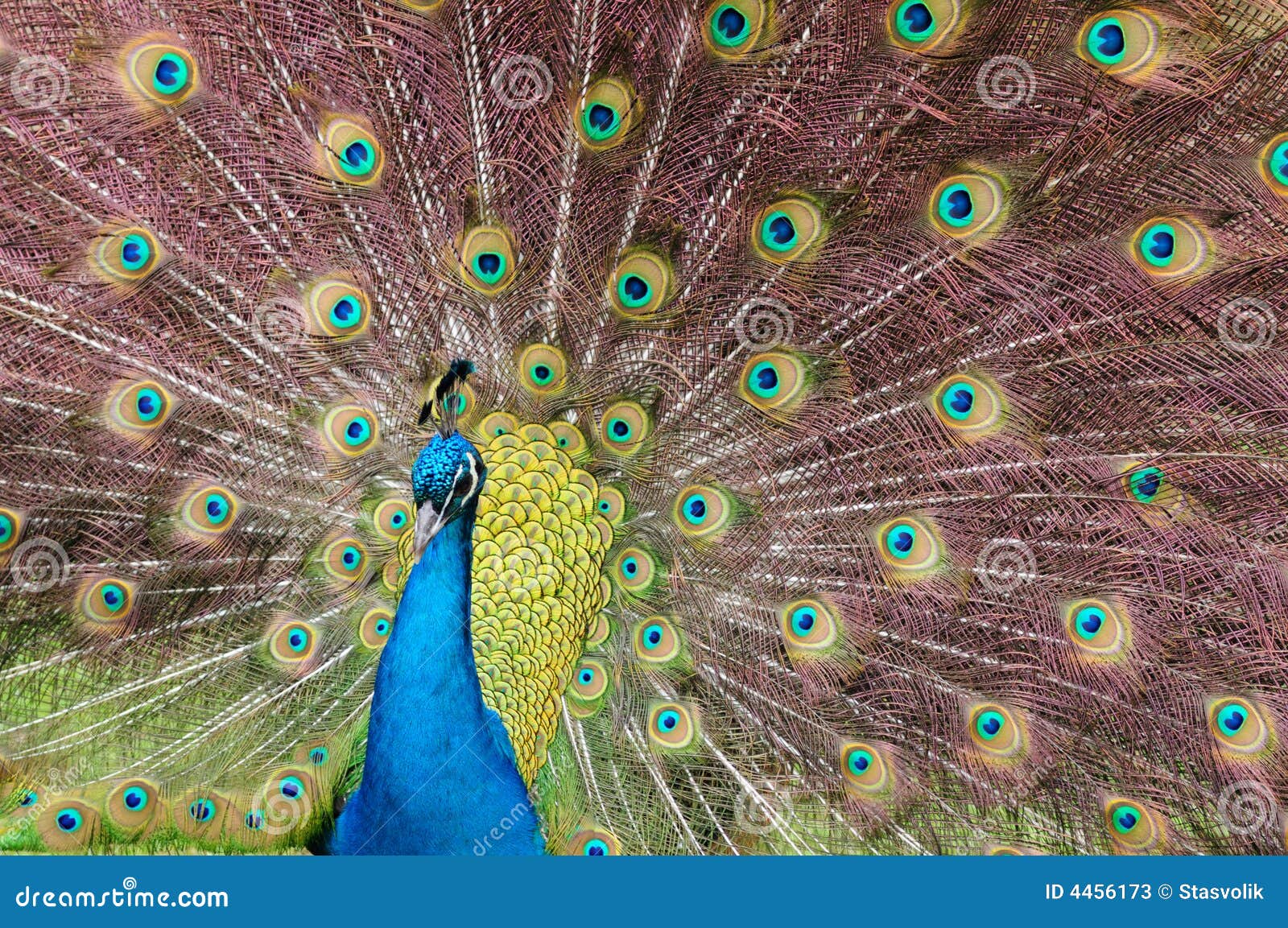 Pavo real azul indio imagen de archivo. Imagen de vibrante - 4456173