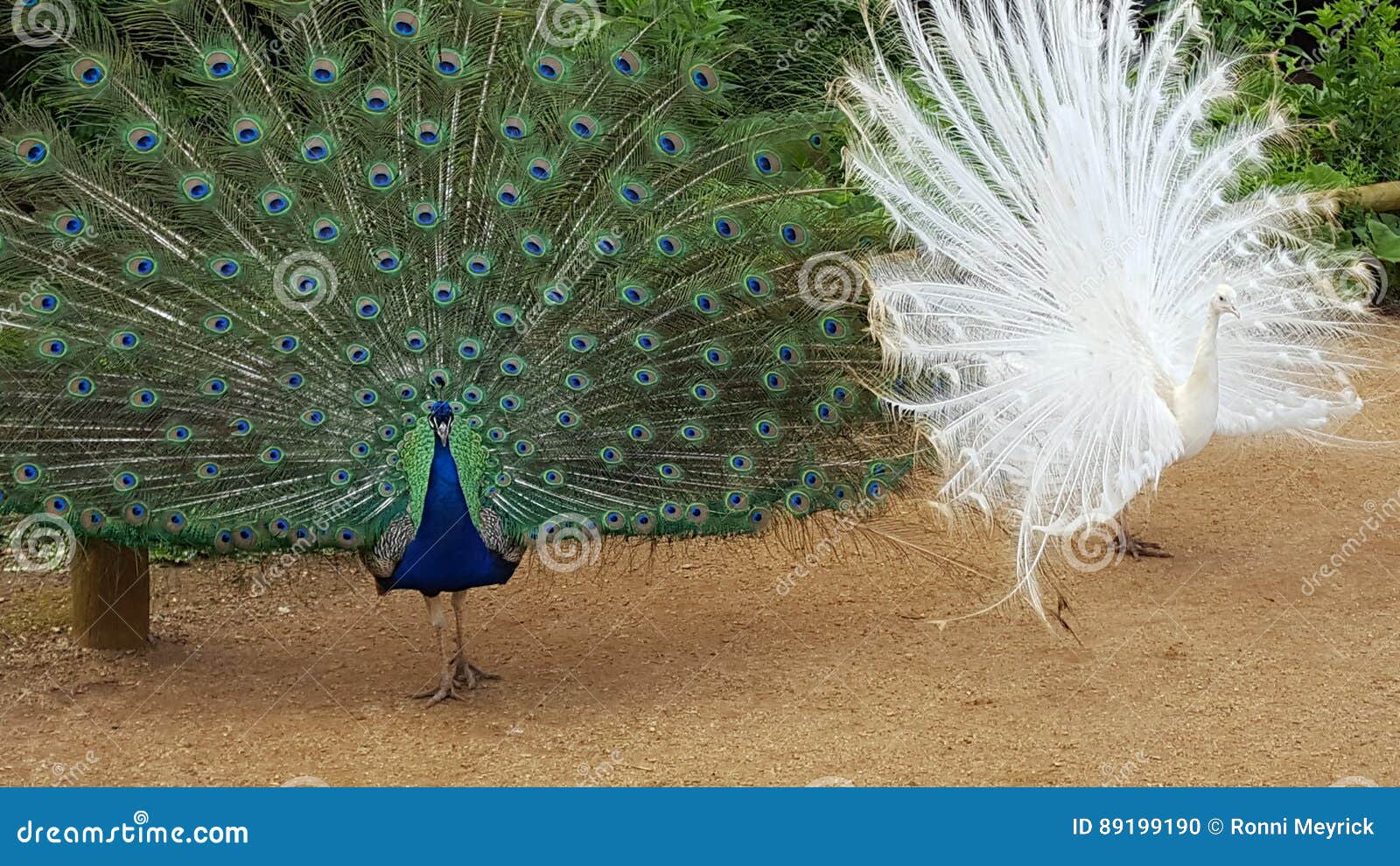Pavo Real Azul Y Blanco En Penacho Foto de archivo - Imagen de completo ...