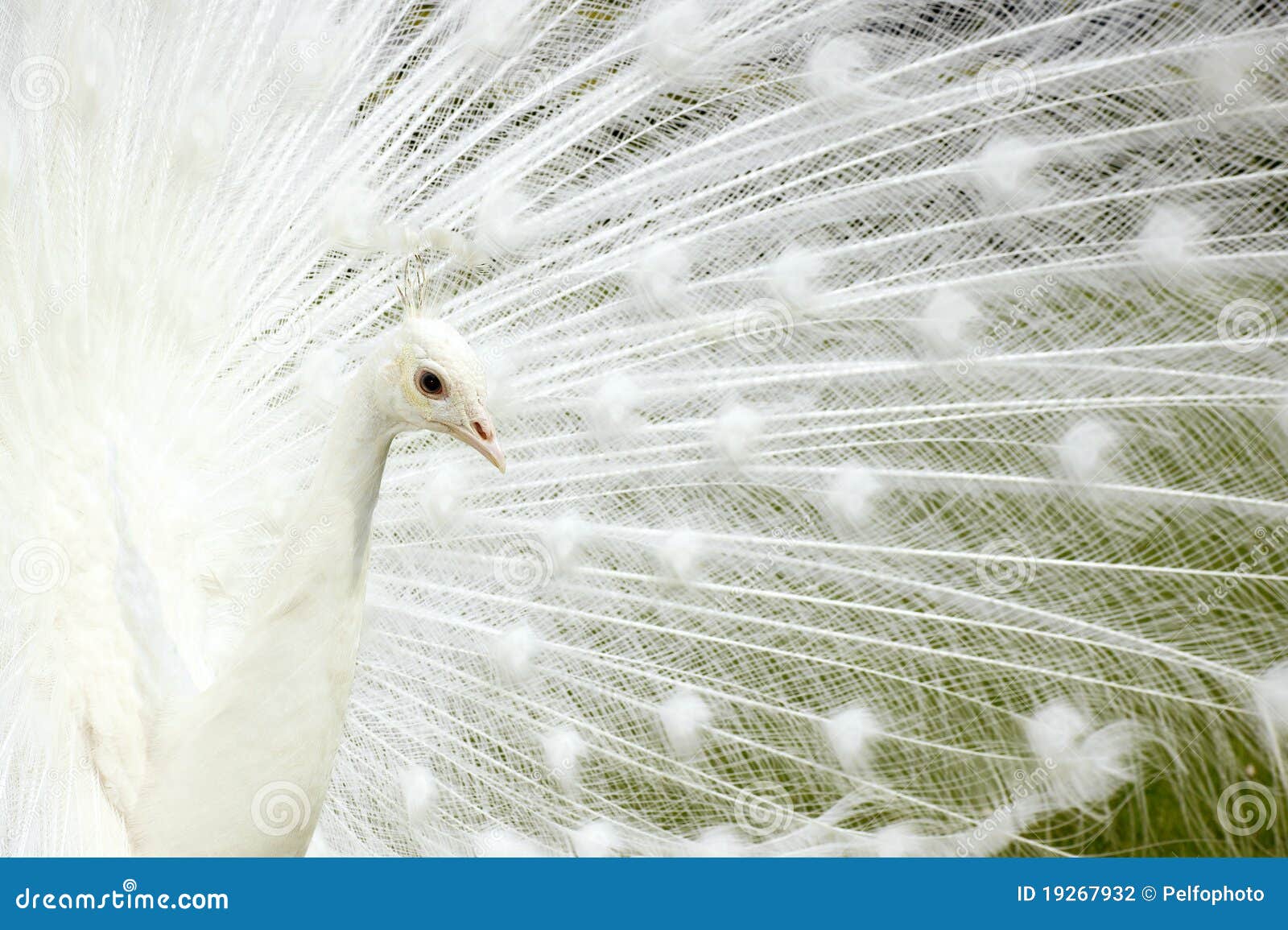 Pavo real blanco. foto de archivo. Imagen de grande, hermoso - 19267932