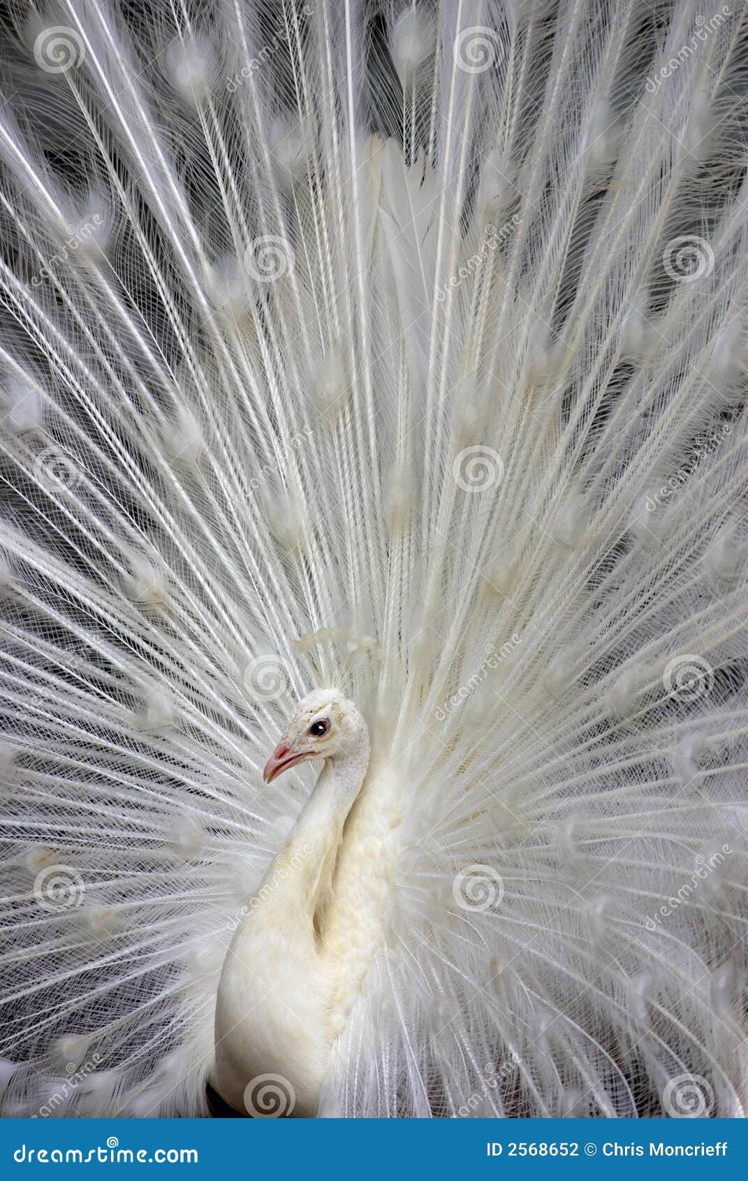 Pavo real blanco 2 foto de archivo. Imagen de peacocks - 2568652