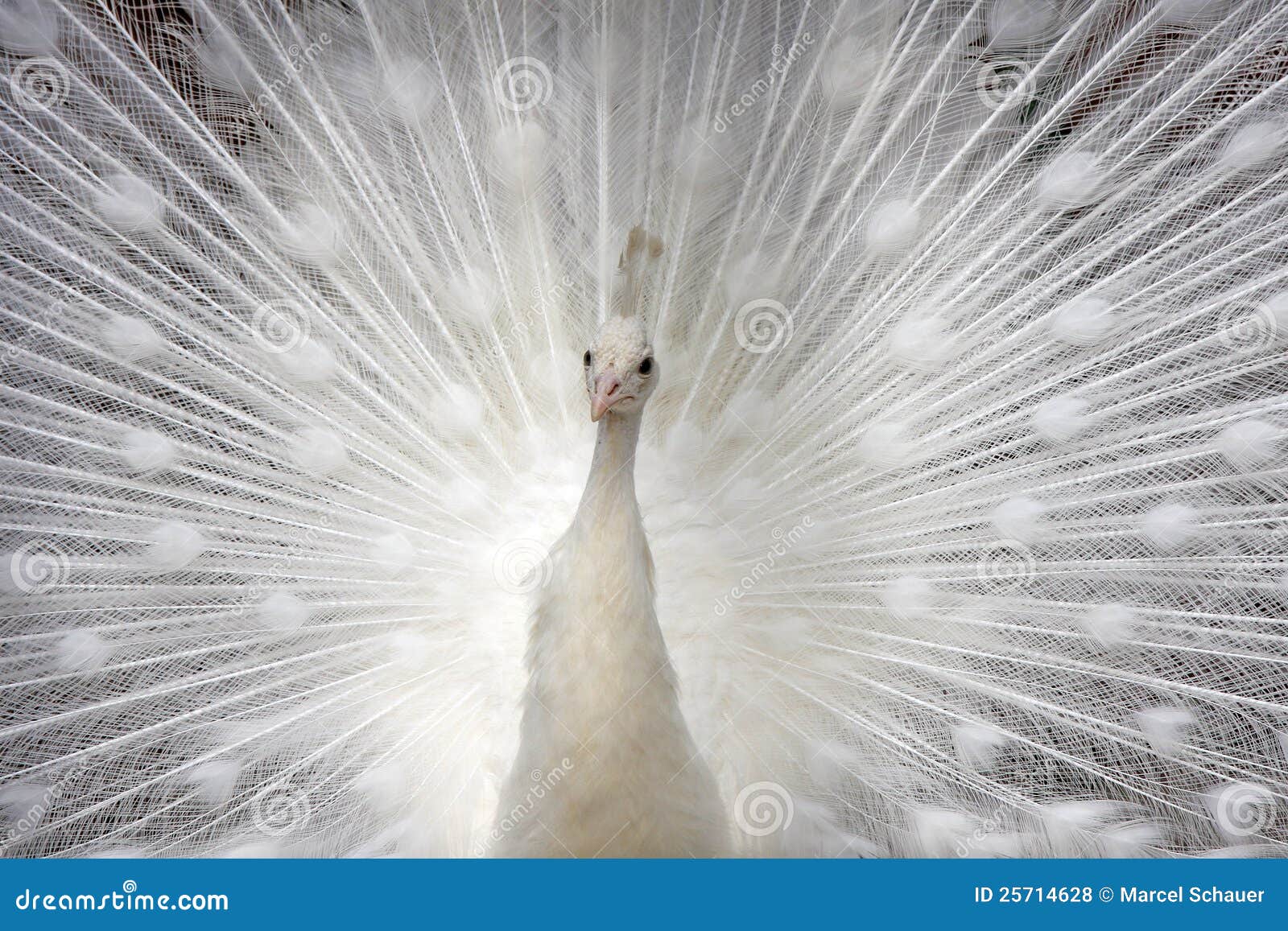 Pavo real blanco foto de archivo. Imagen de hermoso, celebridad - 25714628