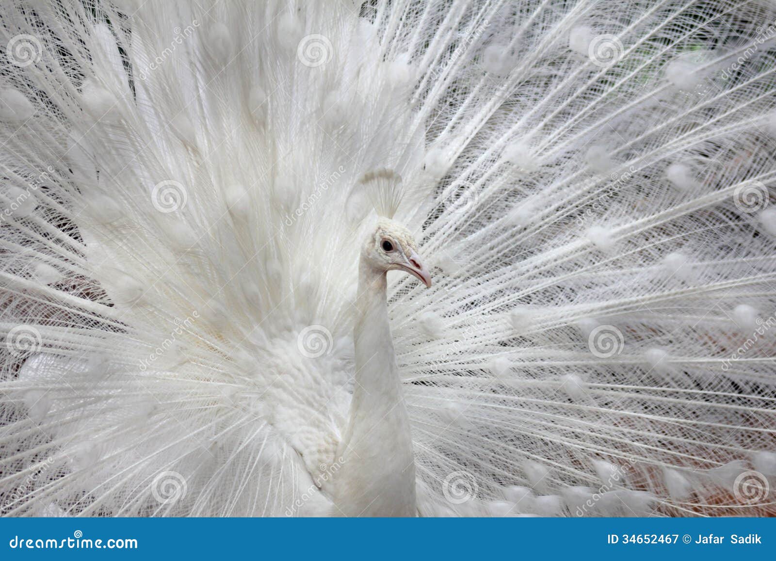 PAVO REAL BLANCO imagen de archivo. Imagen de parque - 34652467