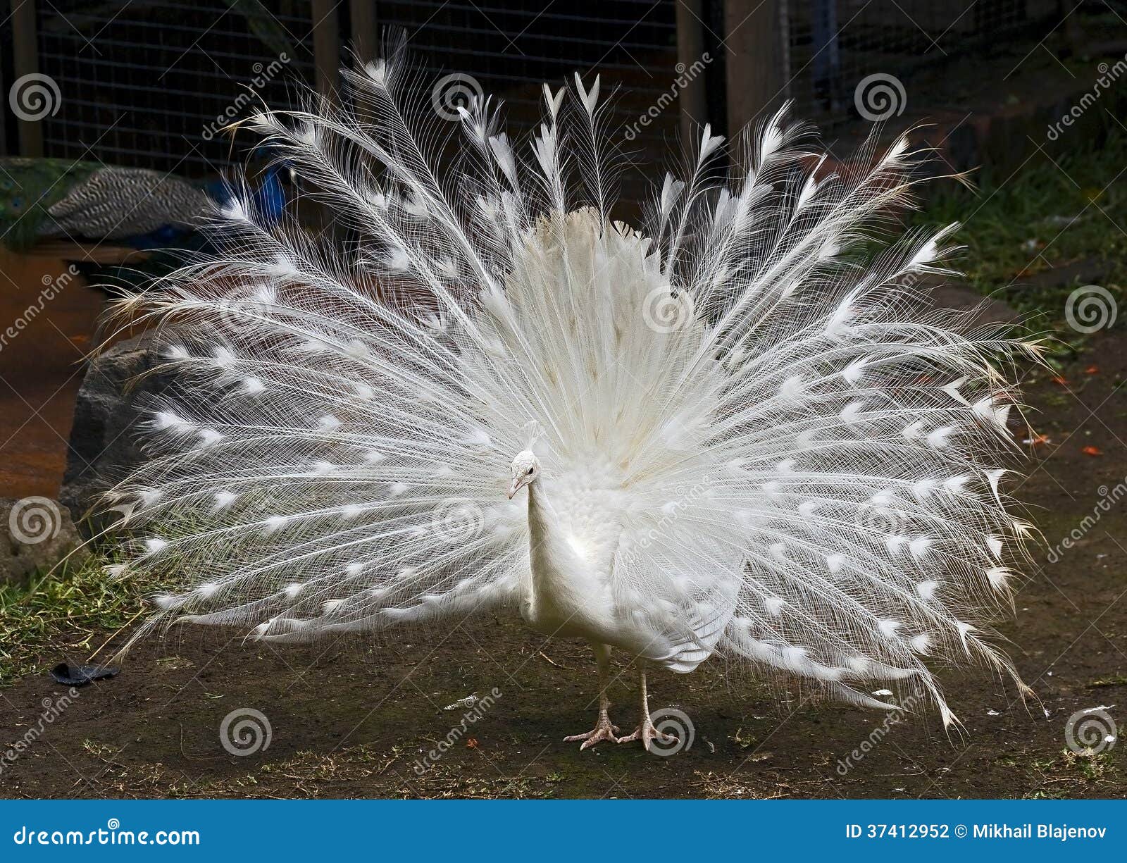 Pavo real blanco 1 foto de archivo. Imagen de parque - 37412952