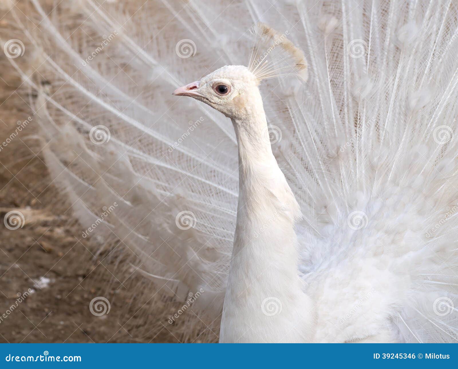 Pavo real blanco 2 foto de archivo. Imagen de peacock - 39245346