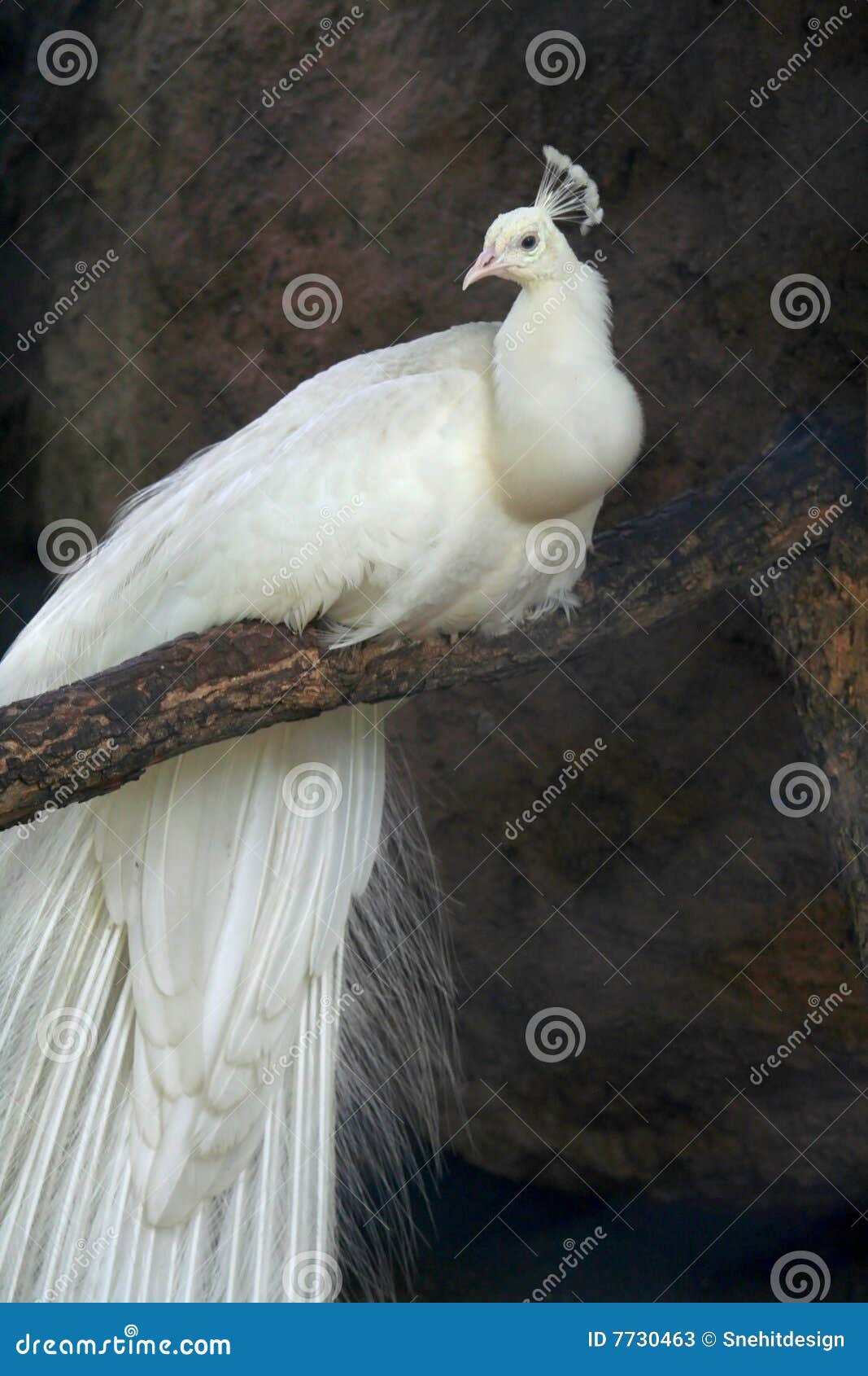 Pavo real blanco imagen de archivo. Imagen de cubo, salvaje - 7730463