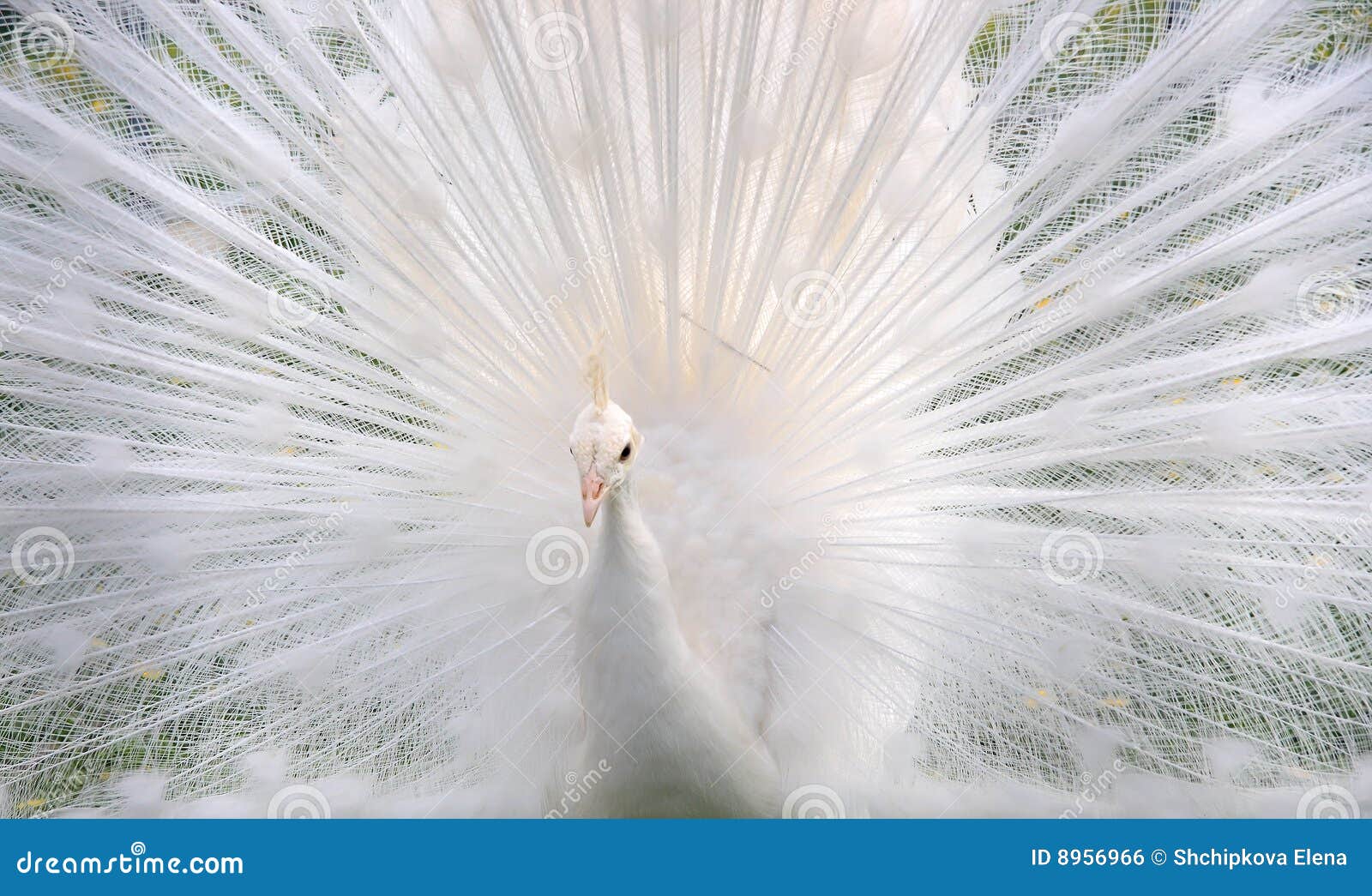 Pavo real blanco. foto de archivo. Imagen de peacock, fauna - 8956966