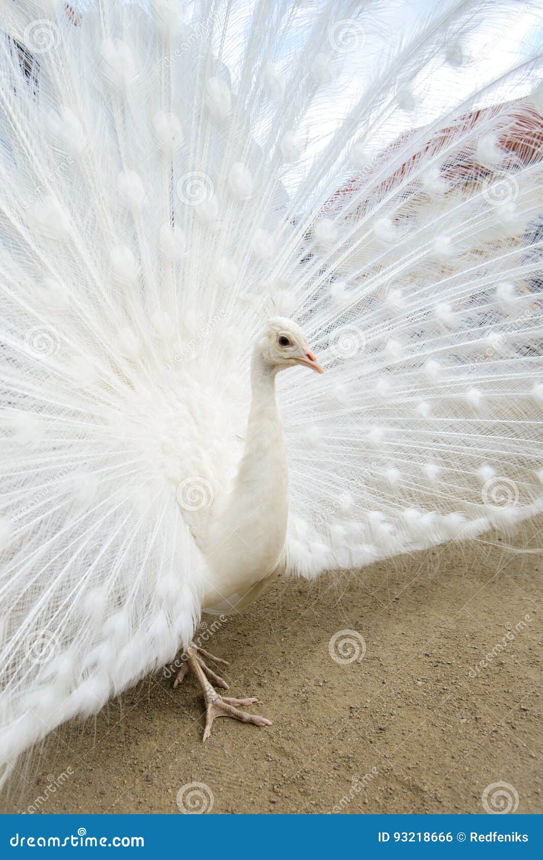 Pavo real blanco foto de archivo. Imagen de pluma, peacock - 93218666
