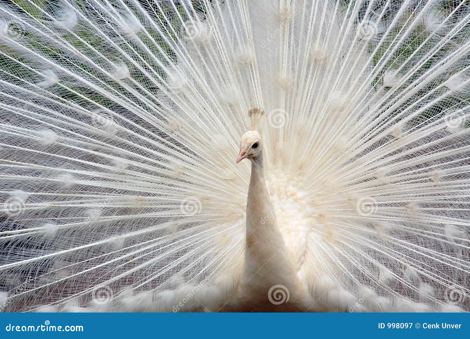 Pavo real blanco imagen de archivo. Imagen de peacocks - 998097
